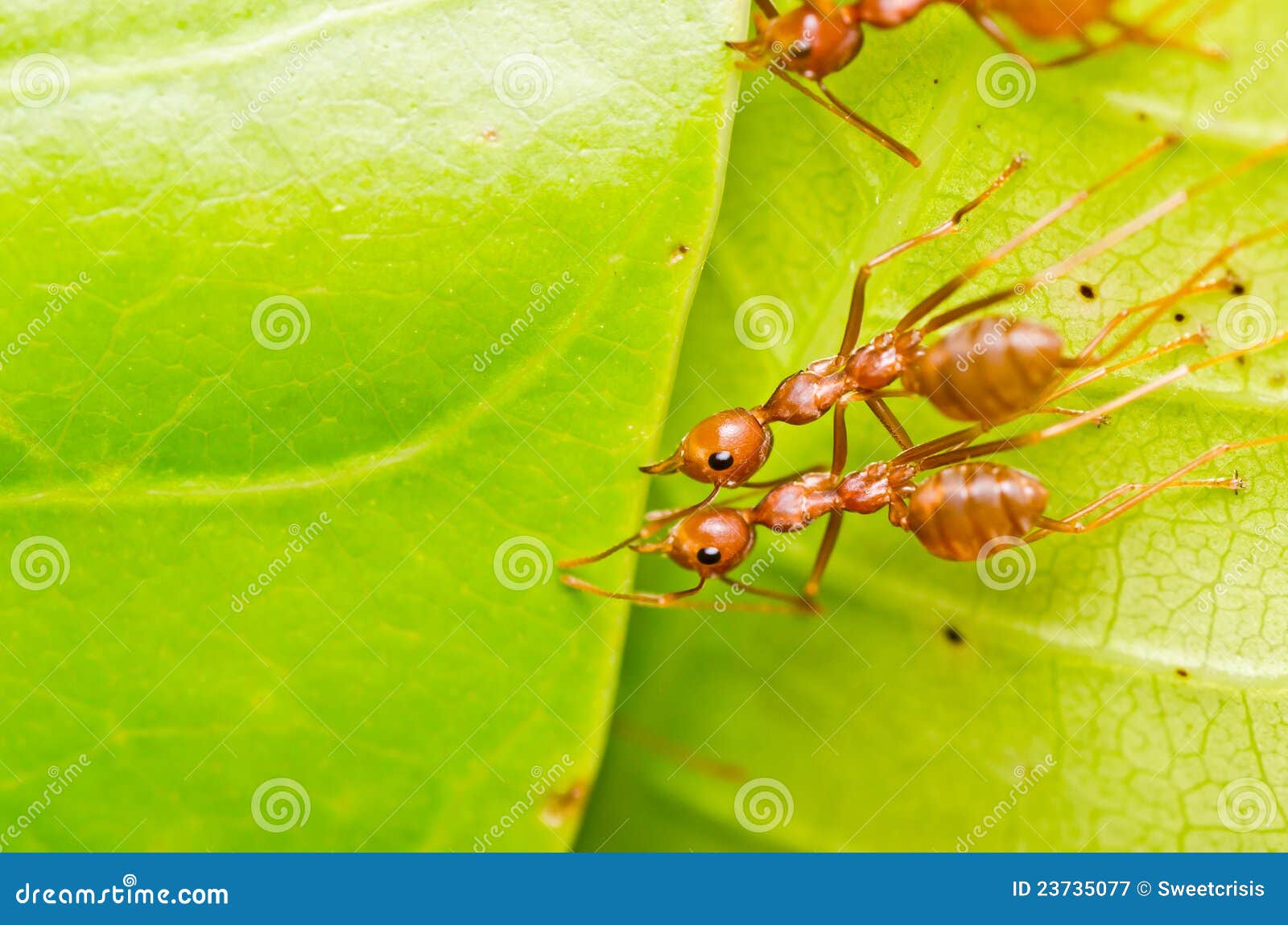 Red ant teamwork stock image. Image of teamwork, detail - 23735077