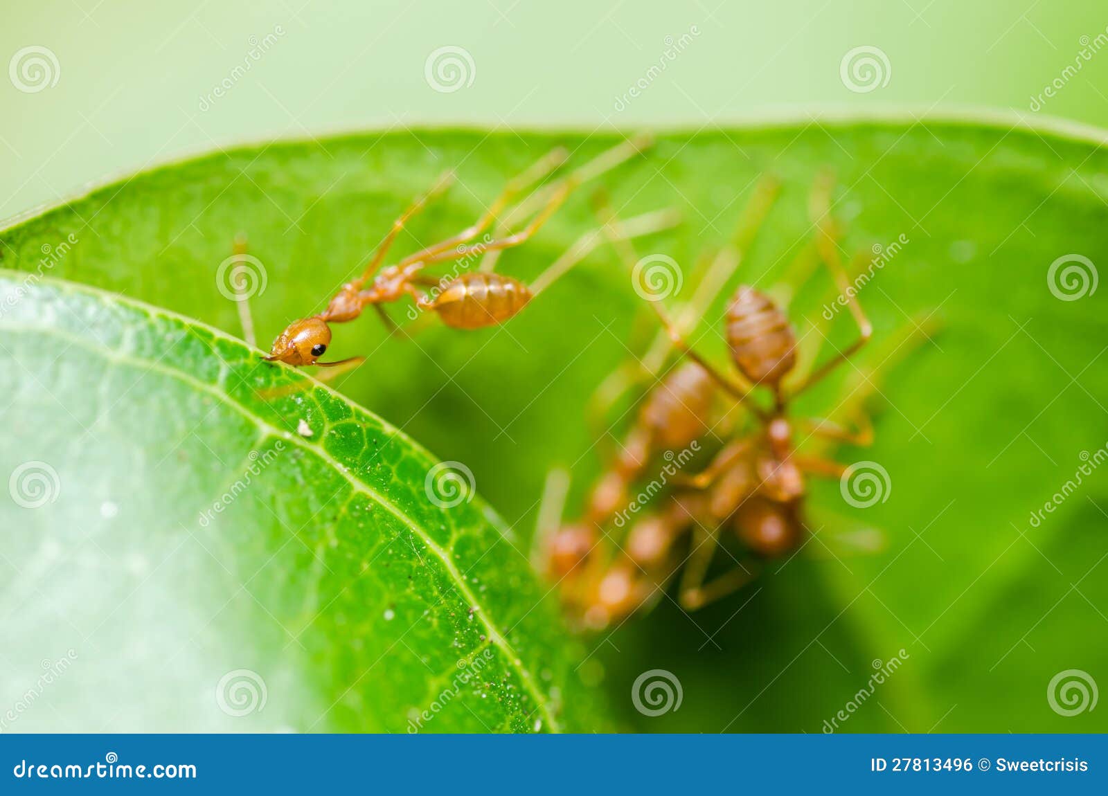 Red ant teamwork stock photo. Image of power, worker - 27813496