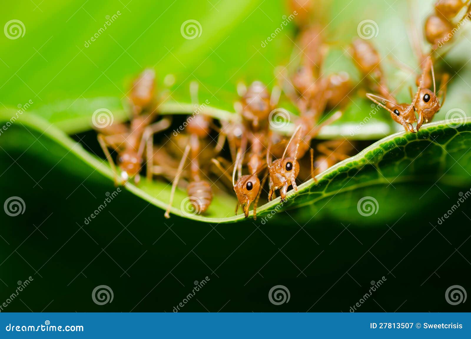 Red ant teamwork stock image. Image of carrying, macro - 27813507