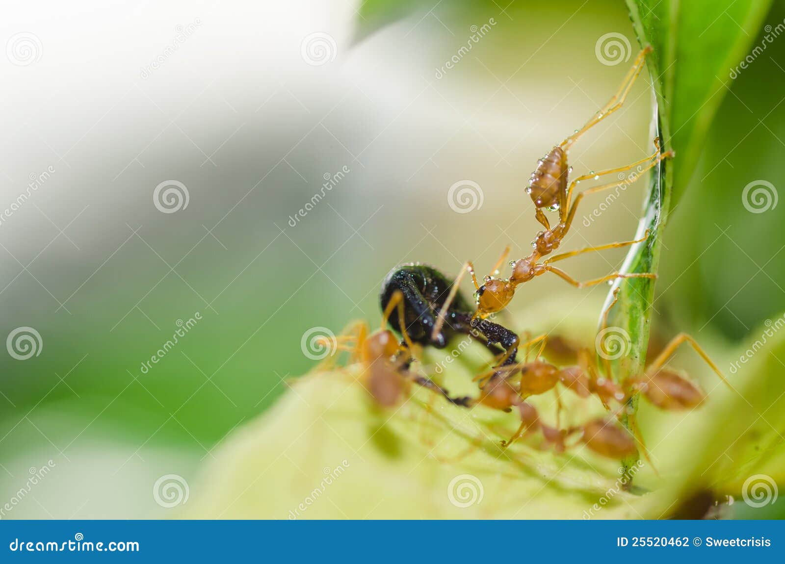 Red Ant Teamwork in Green Nature Stock Photo - Image of sting, teamwork ...
