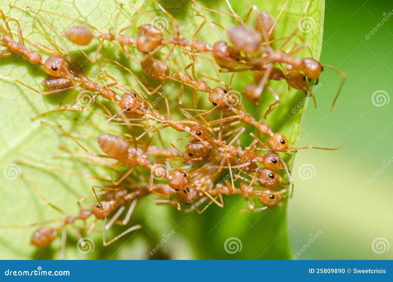 Red Ant Teamwork in Green Nature Stock Photo - Image of orange, macro ...