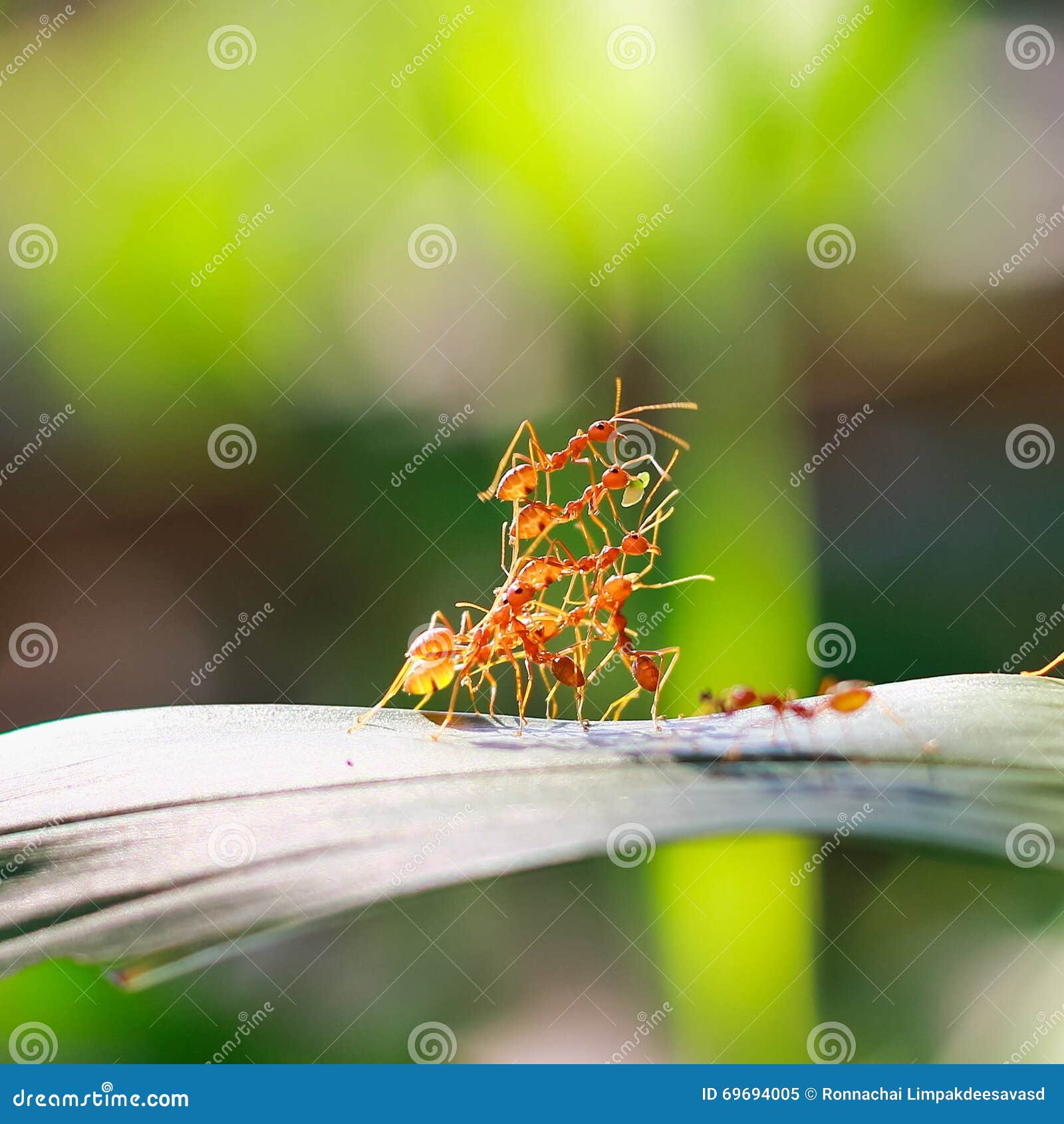 Teamwork Nature Stock Images - Download 25,506 Royalty Free Photos