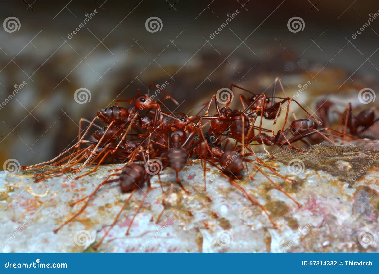 Red ant teamwork in nature stock photo. Image of abstract - 67314332