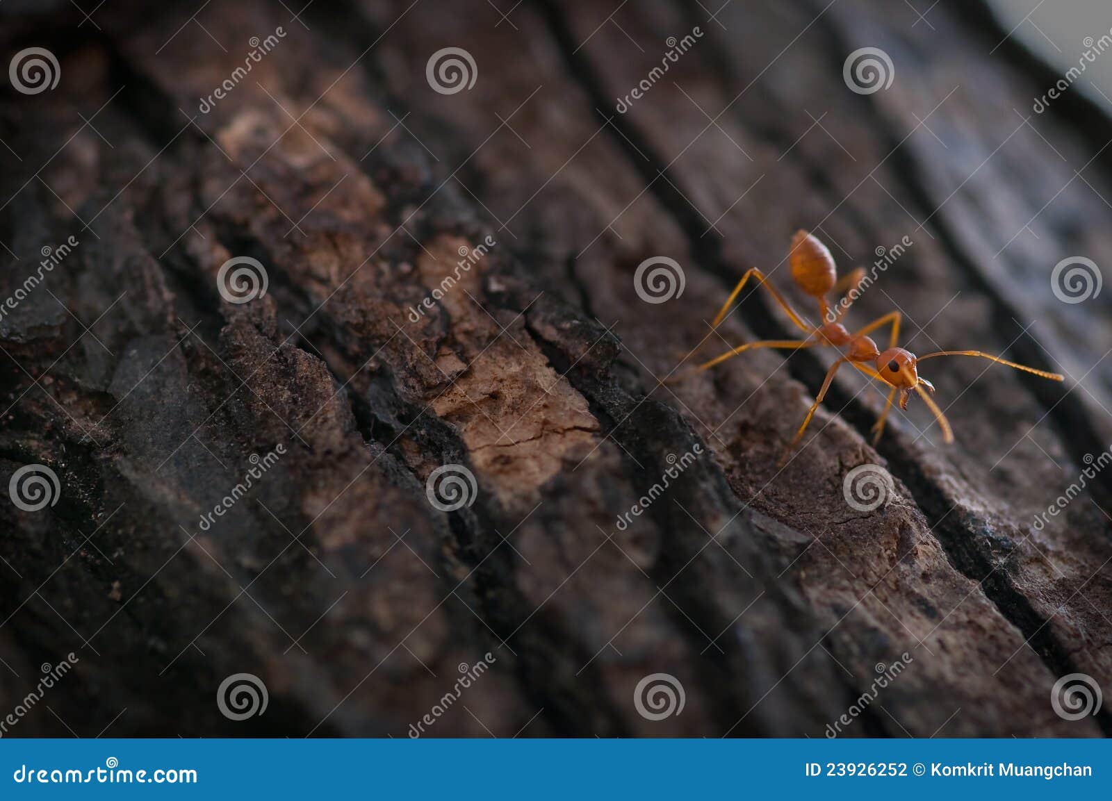 Red ant on a tree stock photo. Image of waist, forest - 23926252