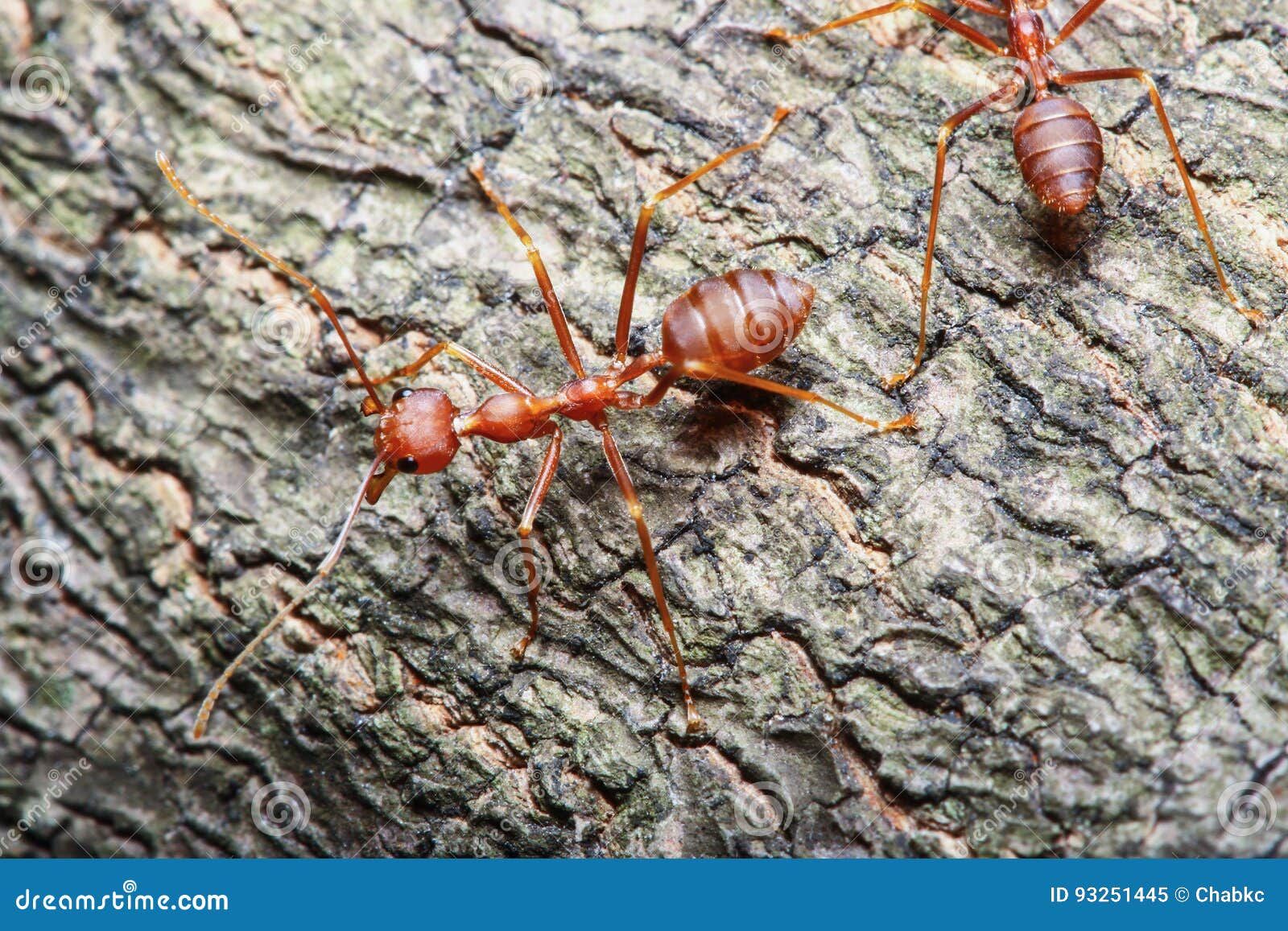 Red ant stock image. Image of ecology, macro, cover, details - 93251445
