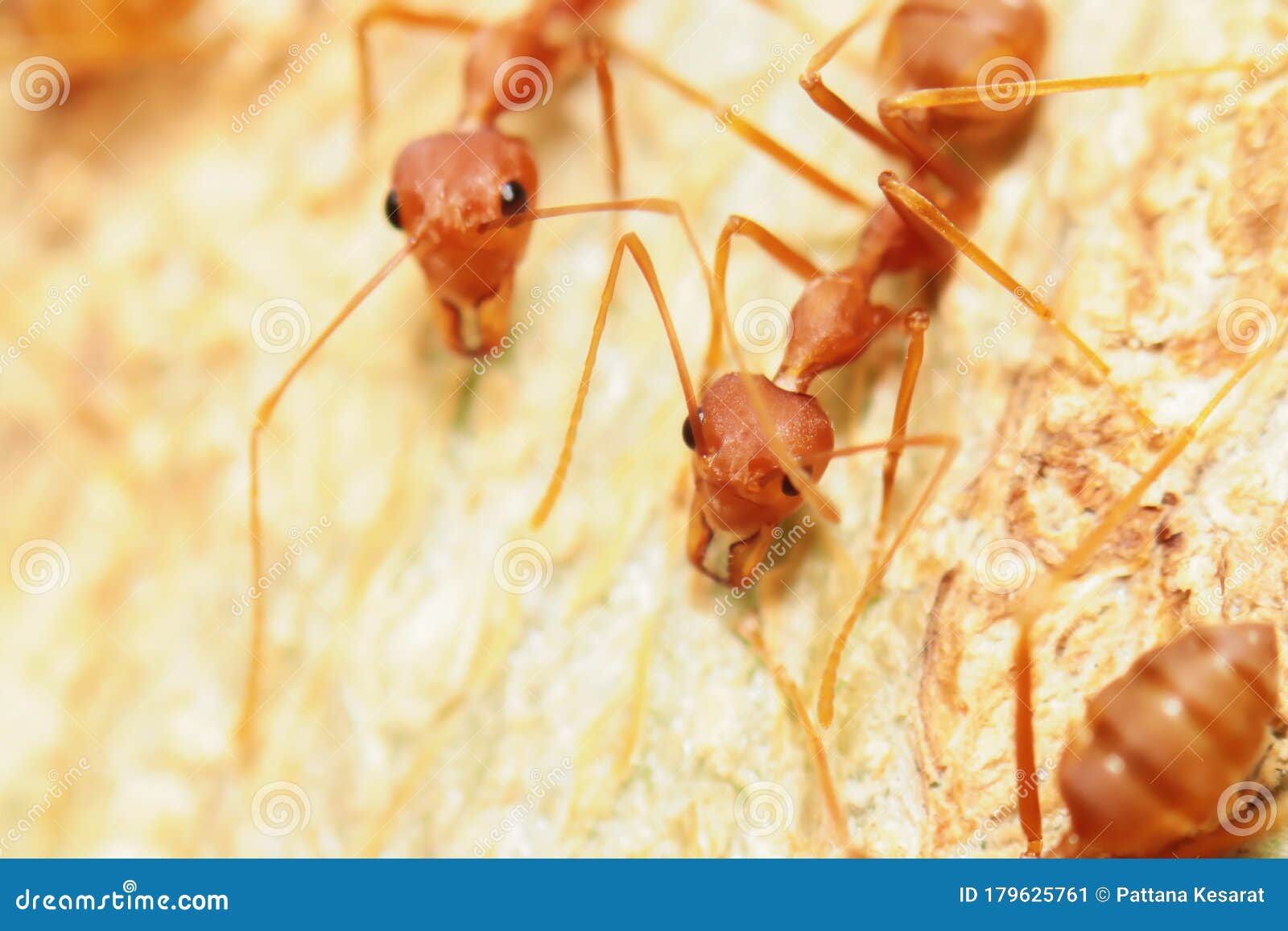Red ant on the tree stock image. Image of life, background - 179625761