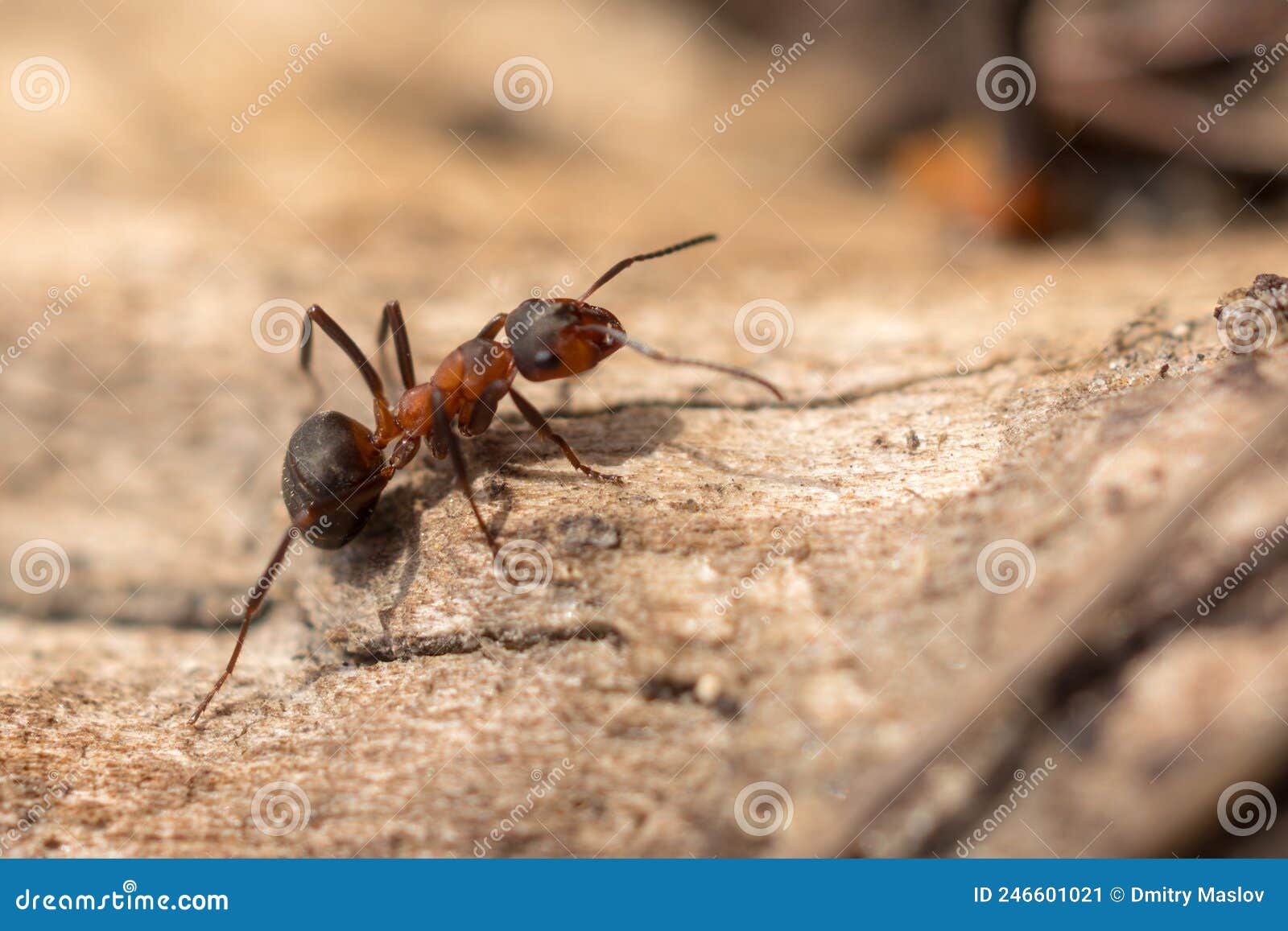 Red ant close up stock image. Image of nature, small - 246601021