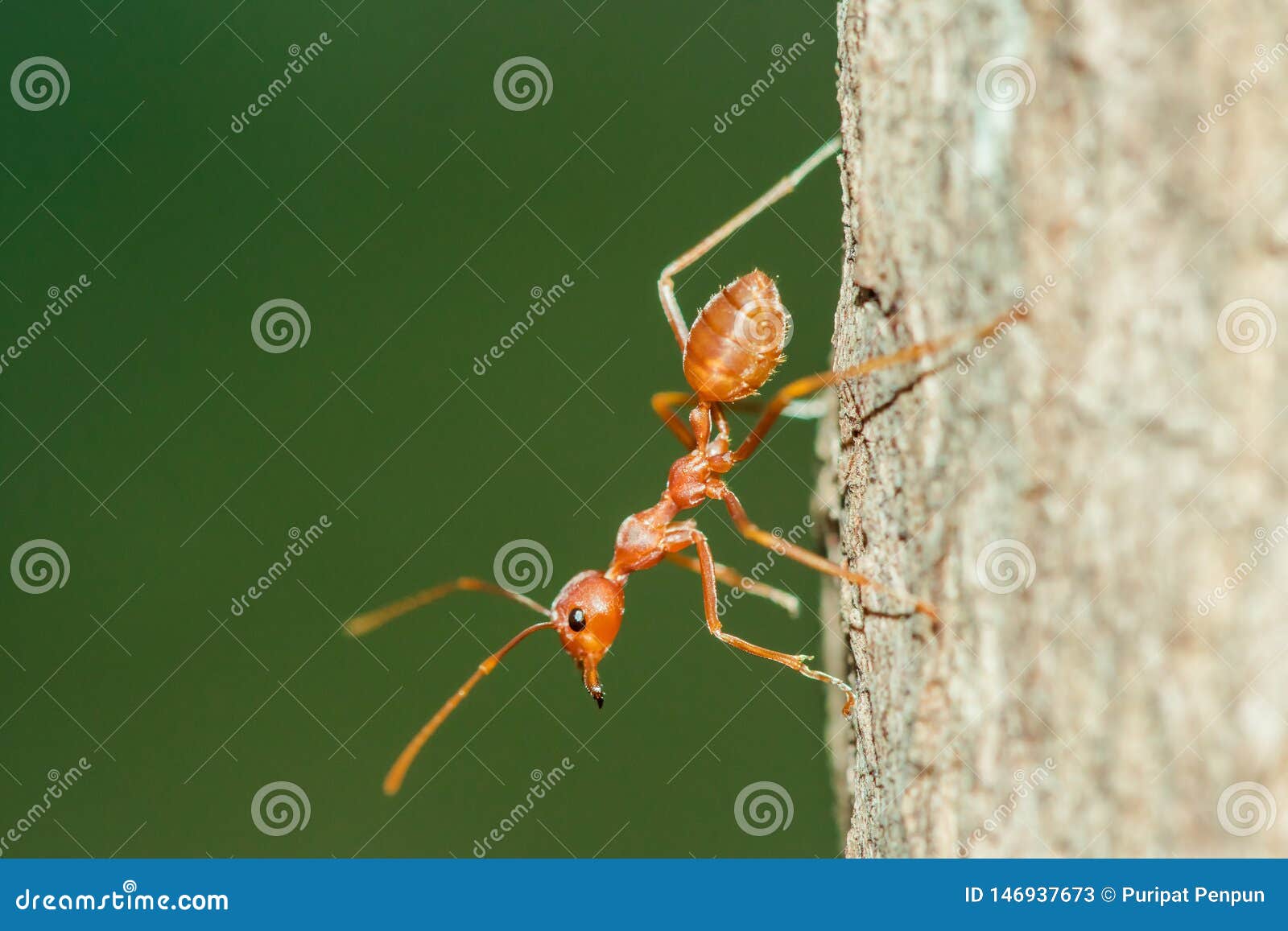 Red ant on the tree stock image. Image of leaf, macro - 146937673