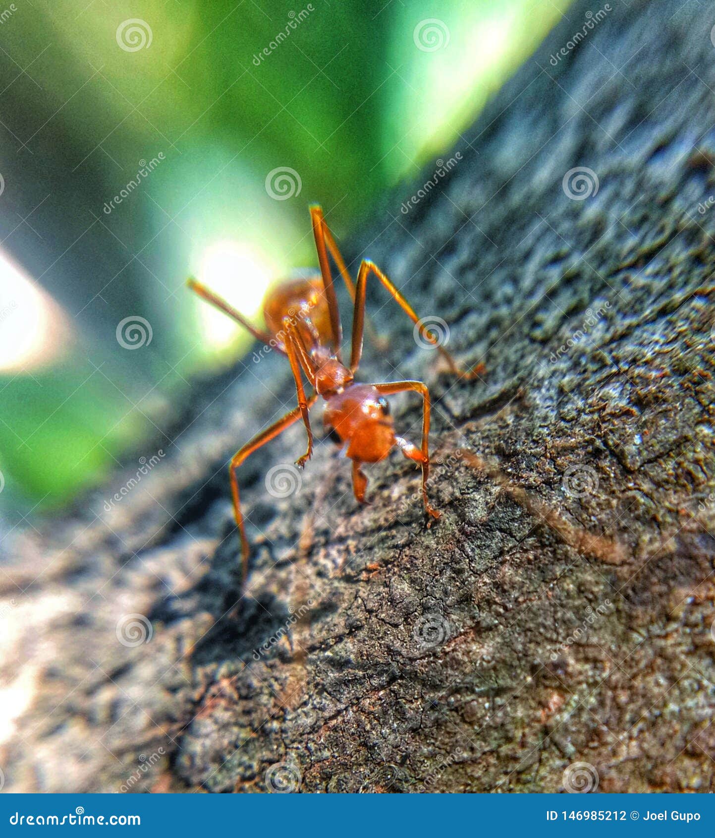 Red ant on a tree stock photo. Image of small, macro - 146985212