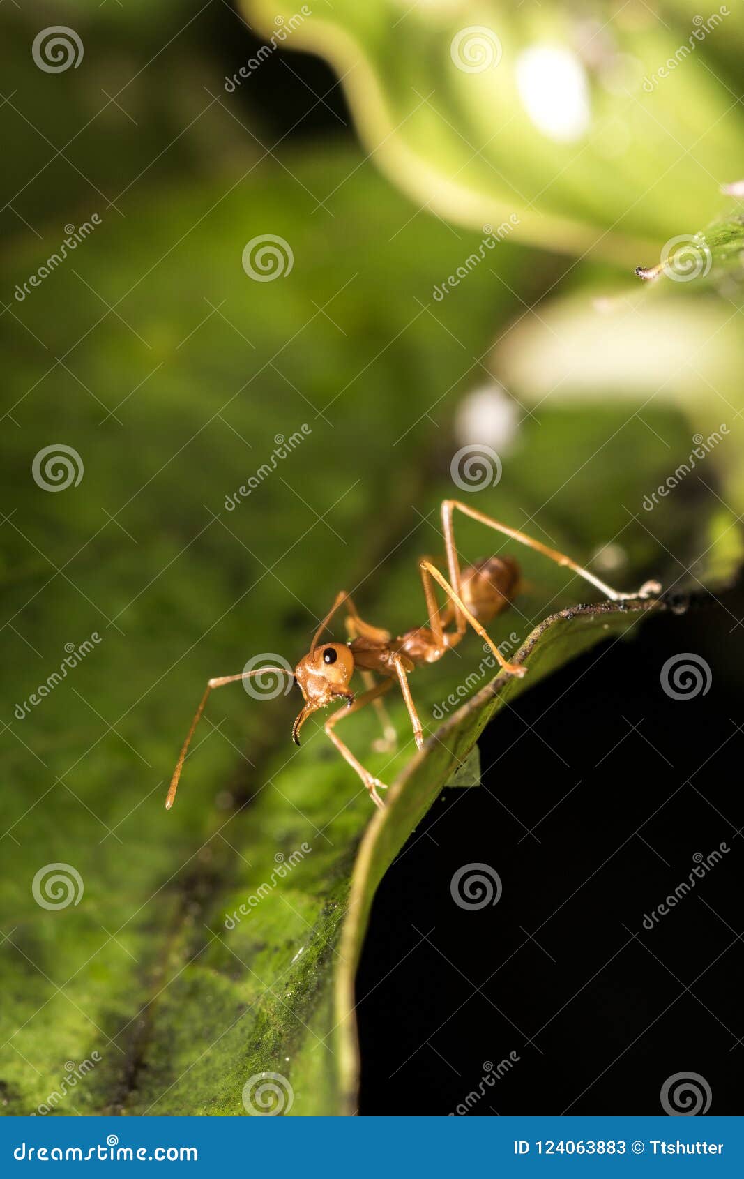 Red ant. stock image. Image of habitat, forest, feeler - 124063883