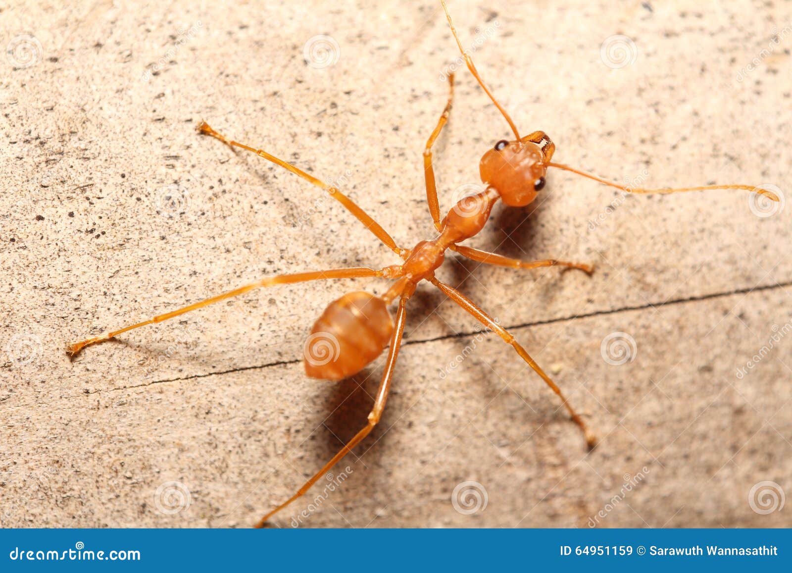 Red ant on tree stock image. Image of garden, tree, background - 64951159