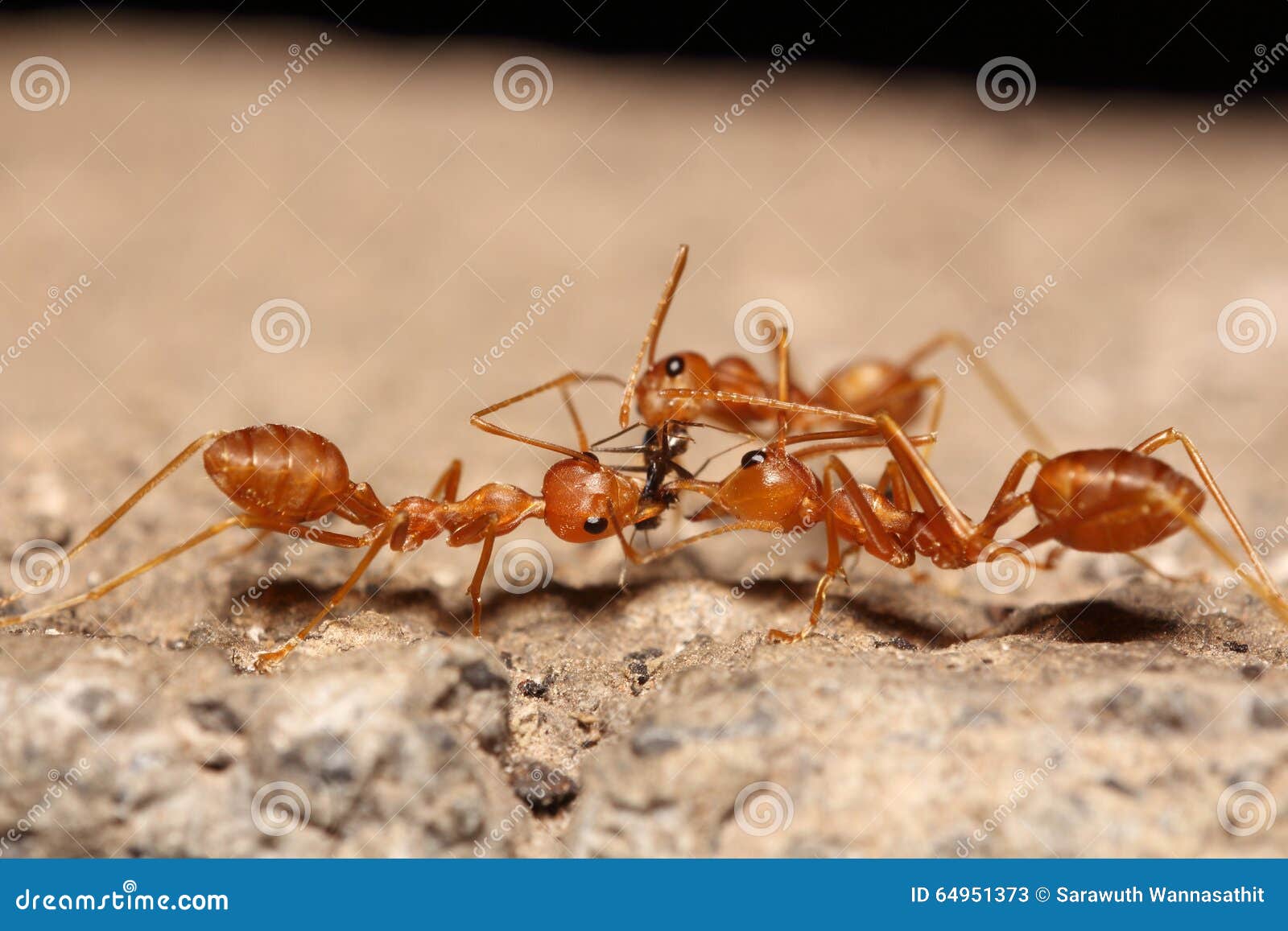 Red ant on tree stock image. Image of fight, team, orange - 64951373