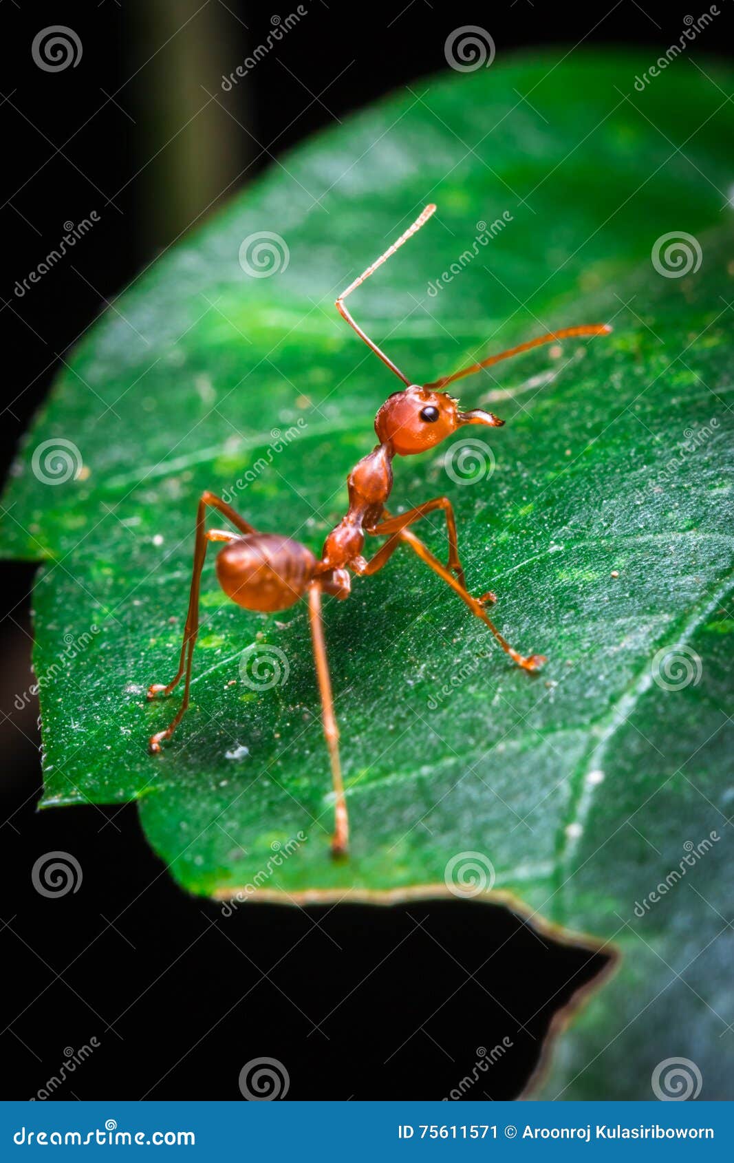 Red Ant Turn Back on the Green Leaf Stock Image - Image of background ...