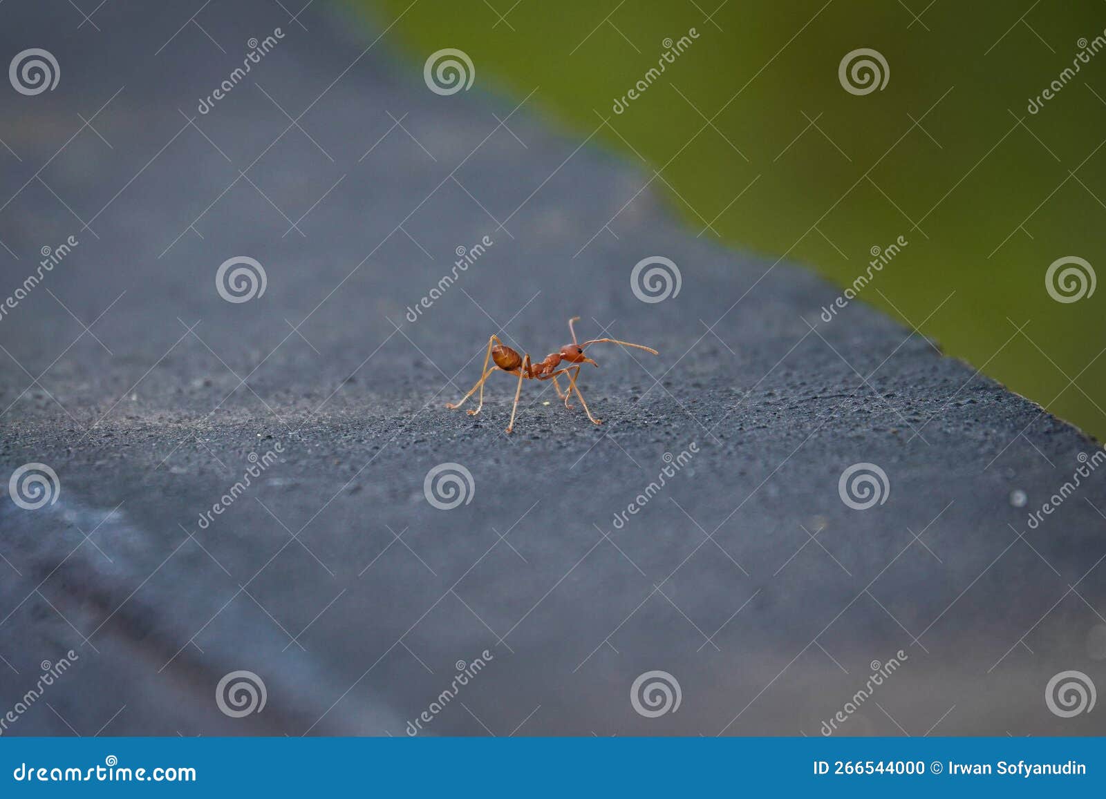 A Red Ant is Waiting for Something Stock Photo - Image of group, cute ...