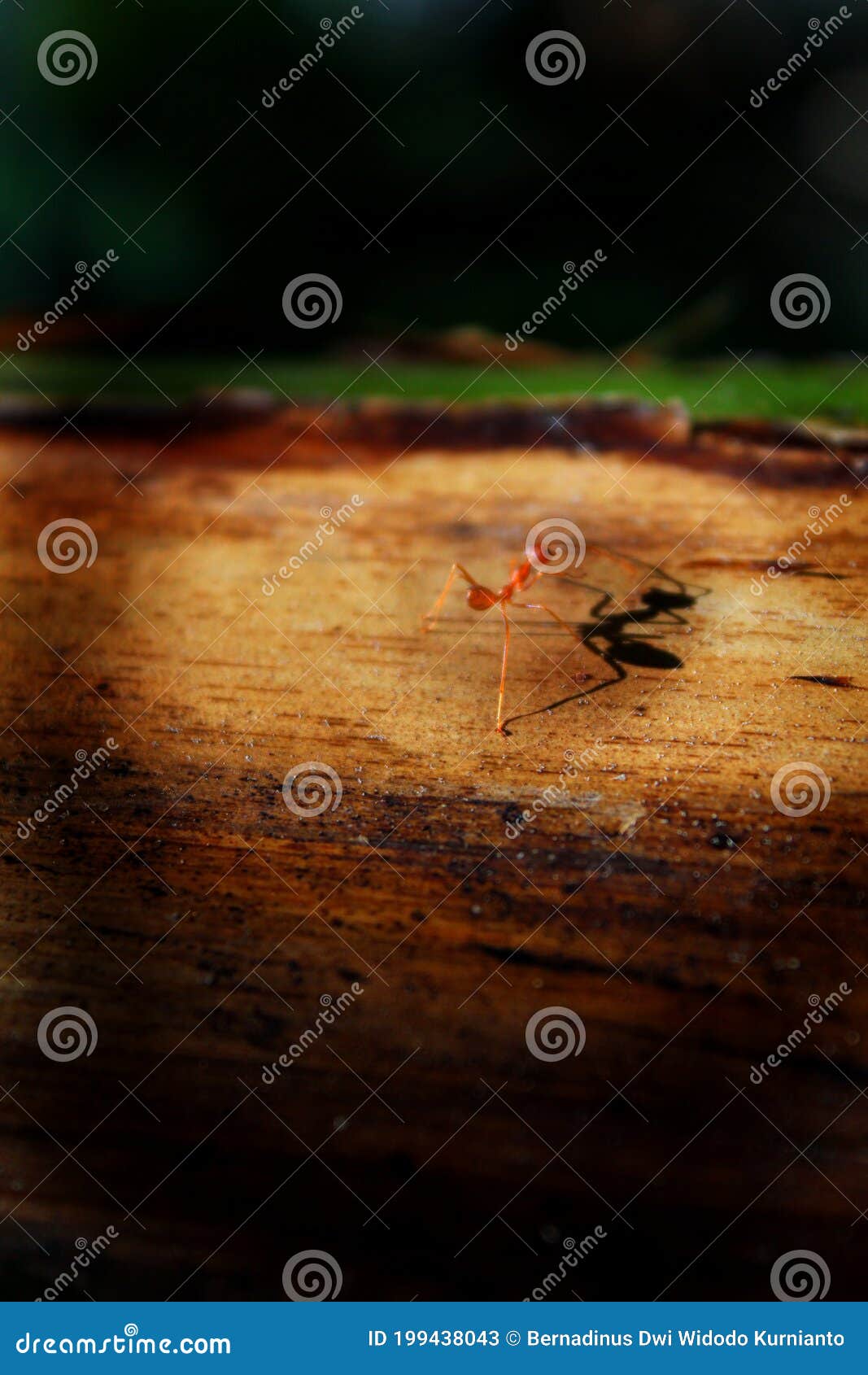 Red ant and its shadow stock image. Image of dashing - 199438043