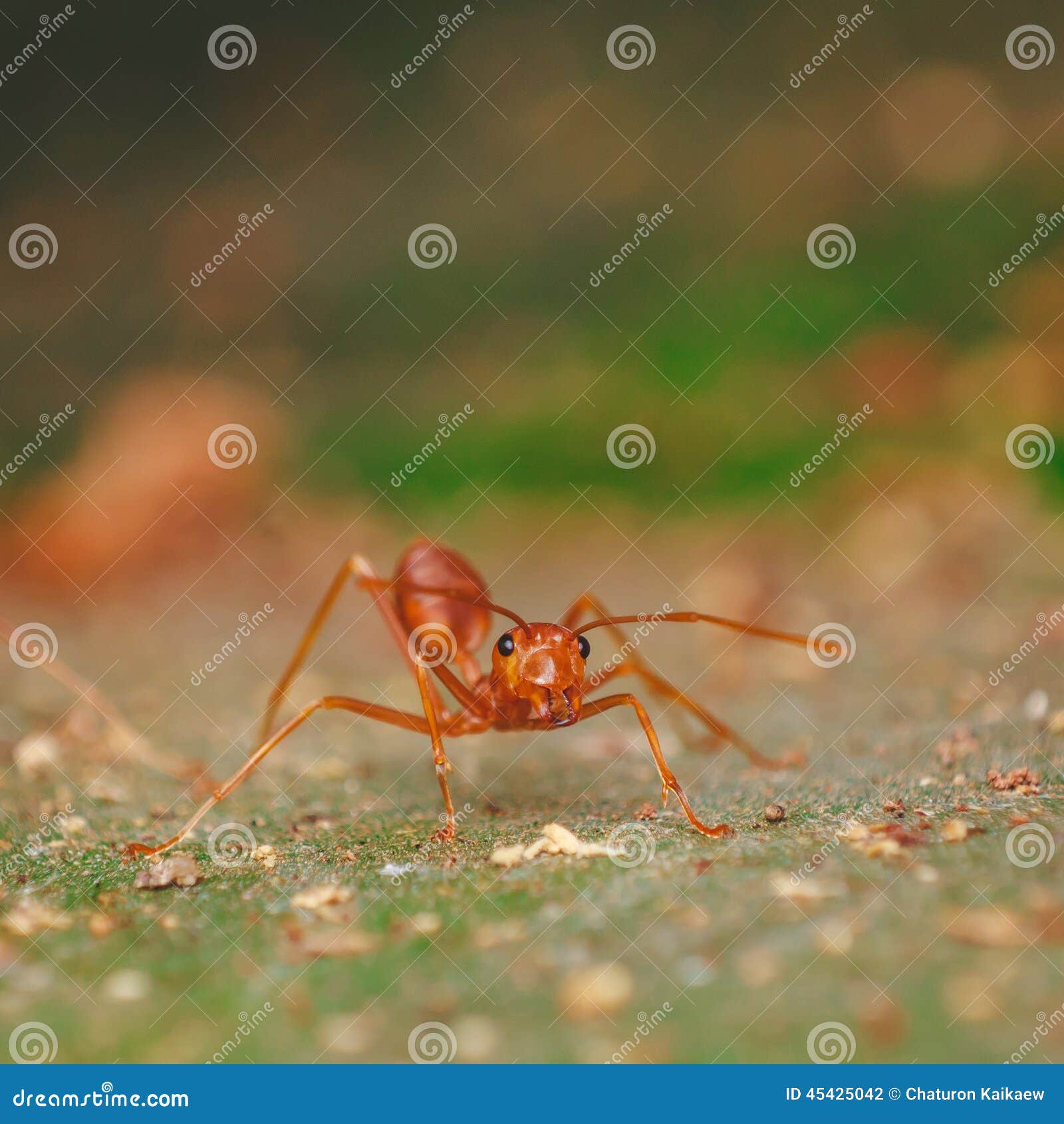Red Ant stock photo. Image of macro, fight, swimming - 45425042