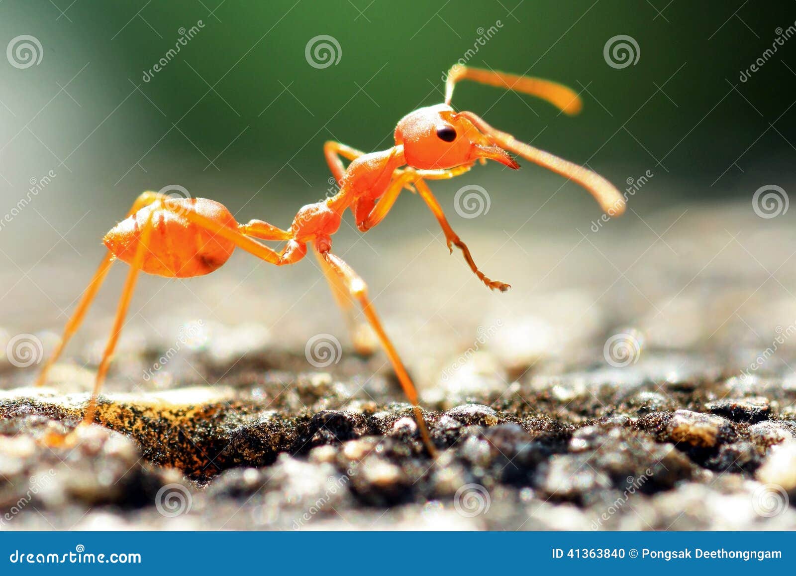 Red ant stock photo. Image of smaragdina, pest, close - 41363840