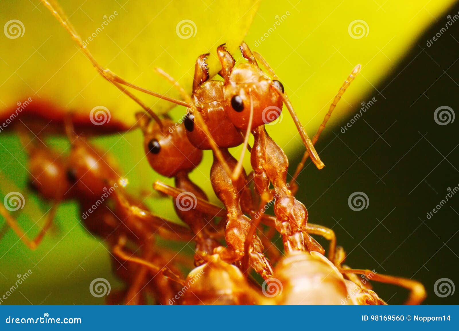 Red ant working on tree stock photo. Image of tree, water - 98169560