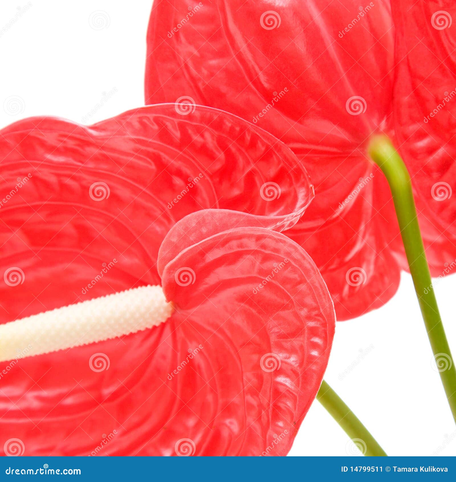Red anthurium stock image. Image of pair, nature, plant - 14799511