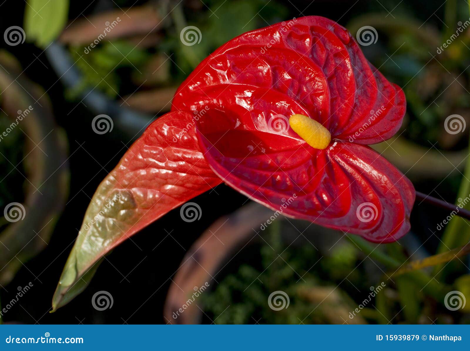 Red Anthurium stock image. Image of decorative, green - 15939879