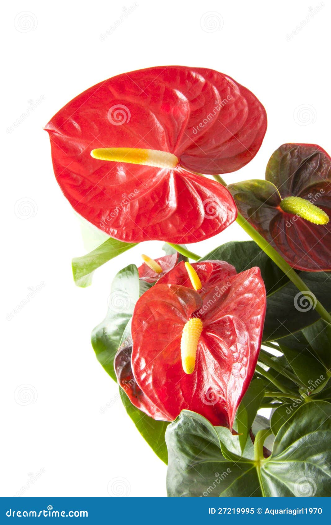 Red anthurium stock image. Image of floral, color, garden - 27219995