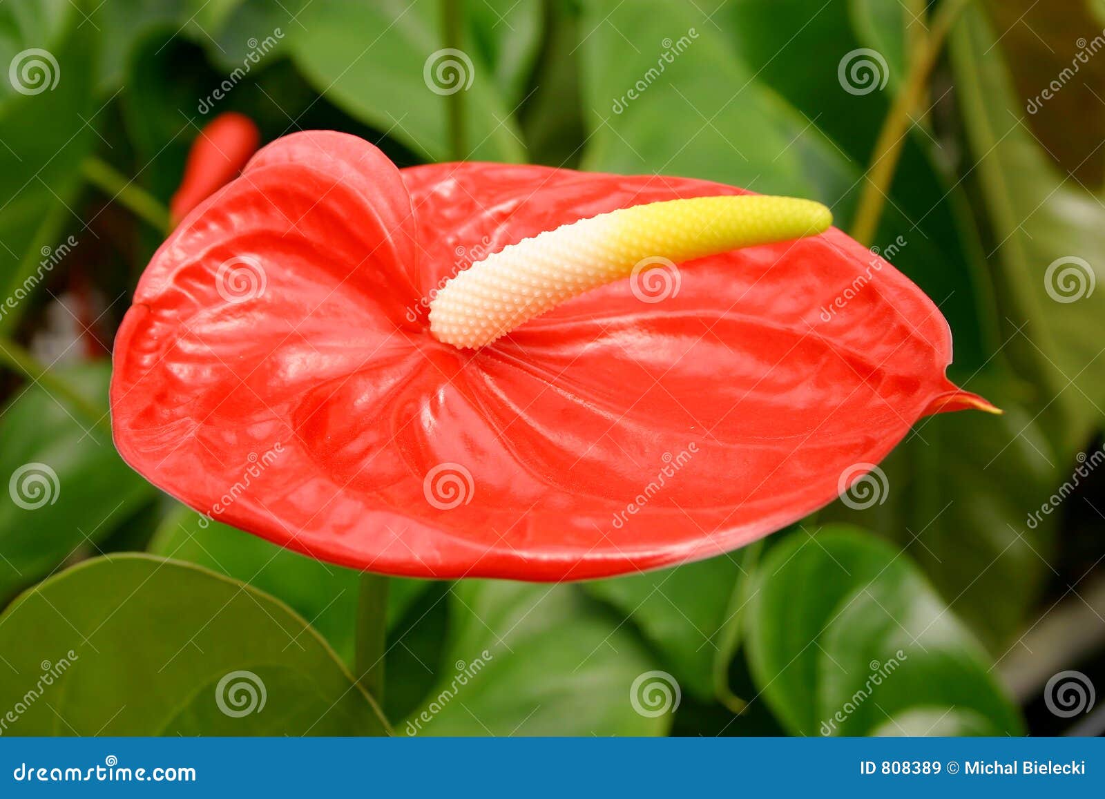 Red anthurium stock image. Image of bloom, flora, rainforest - 808389