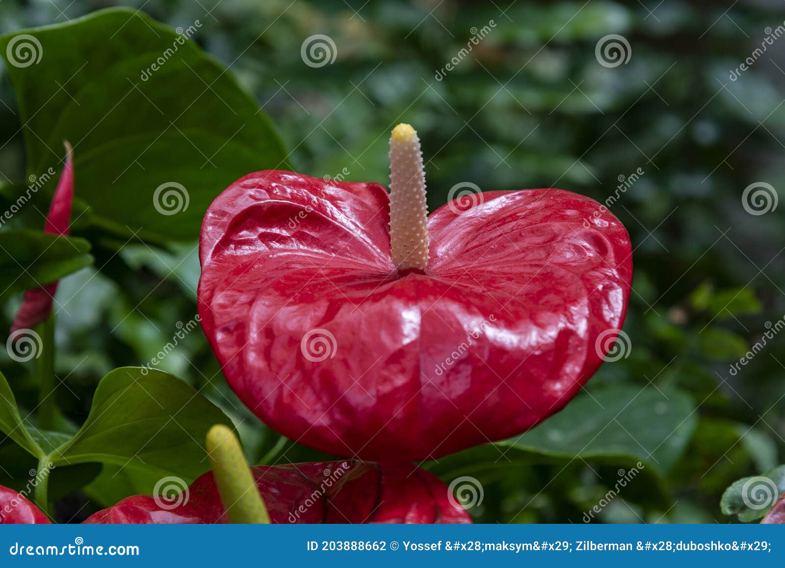 Red Anthurium Flower Close Up, Flower Red Feces Stock Photo - Image of ...