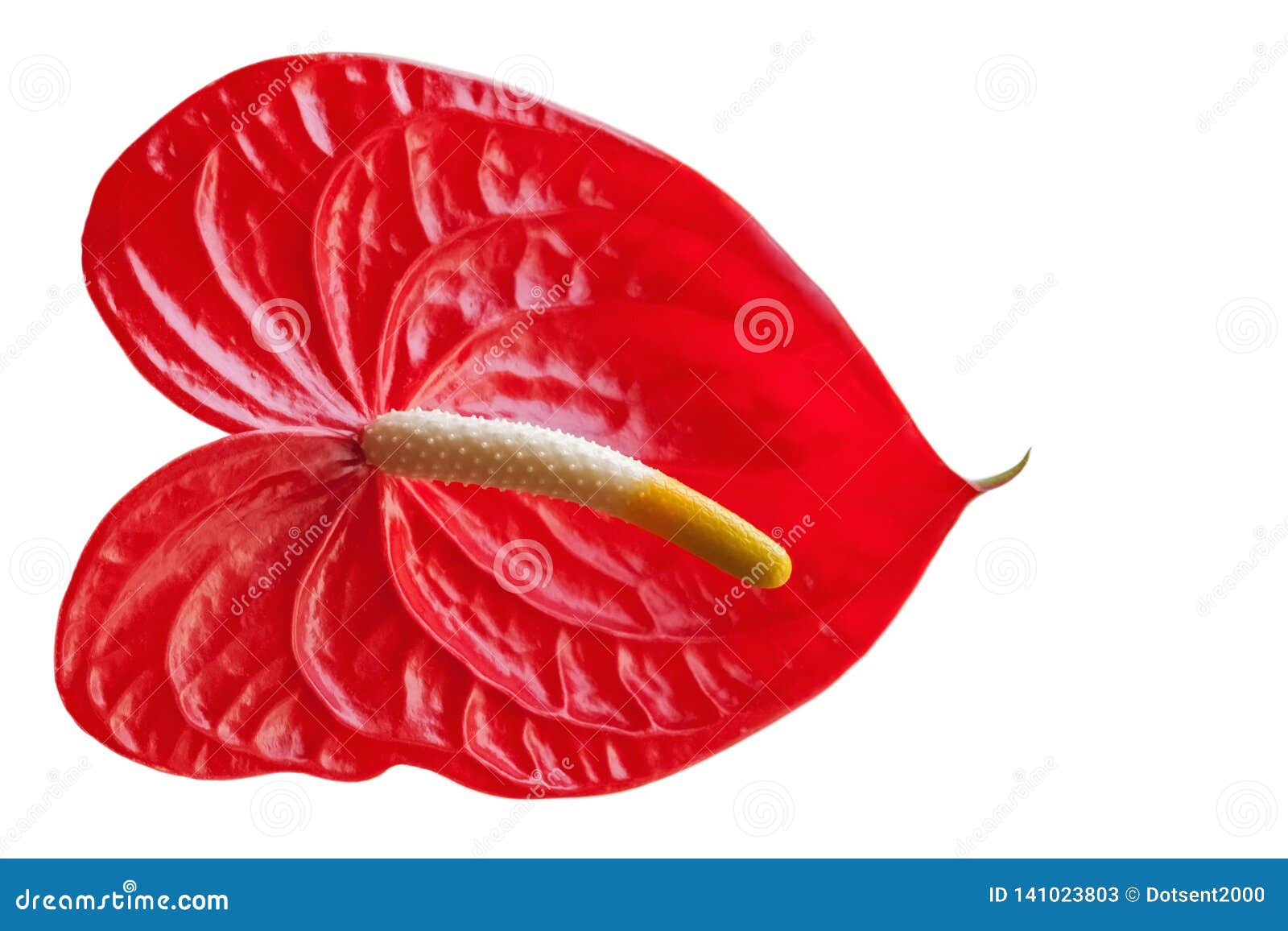 Red Anthurium flower stock image. Image of beauty, natural - 141023803