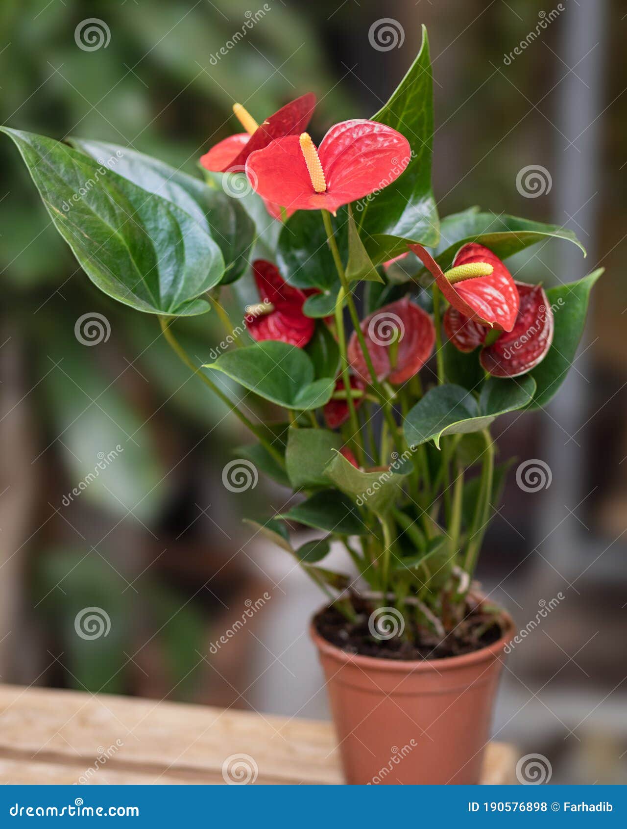 Red Anthurium Laceleaf Flower Stock Photo - Image of color, flower ...