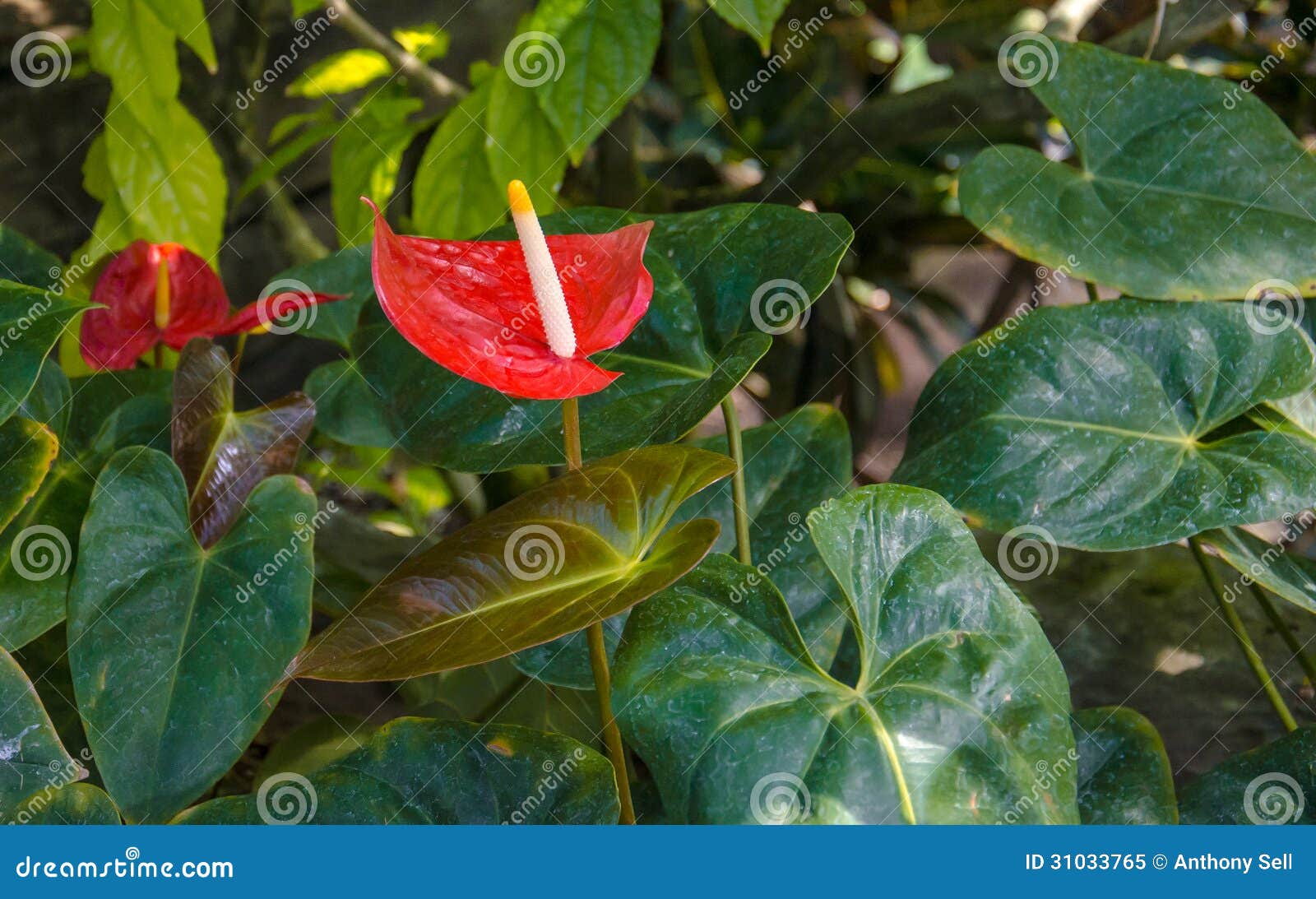 Red Anthurium stock image. Image of blooming, leaf, bloom - 31033765