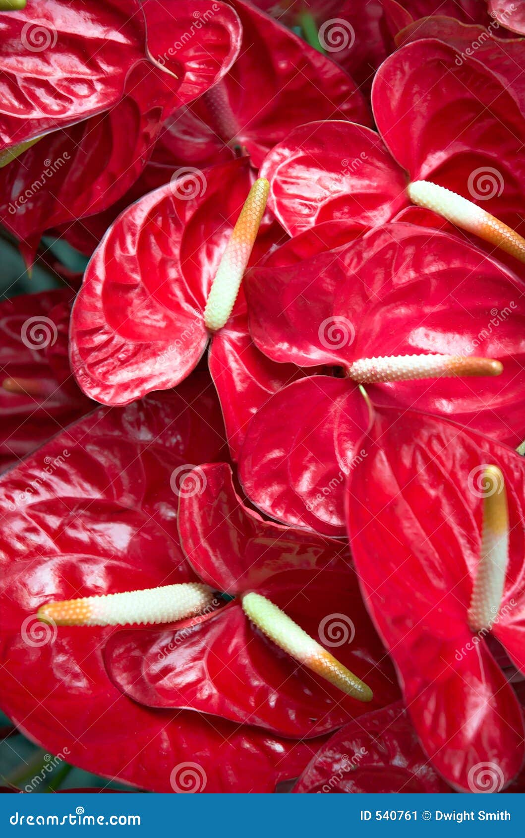 Red Anthuriums stock image. Image of colourful, flora, plant - 540761
