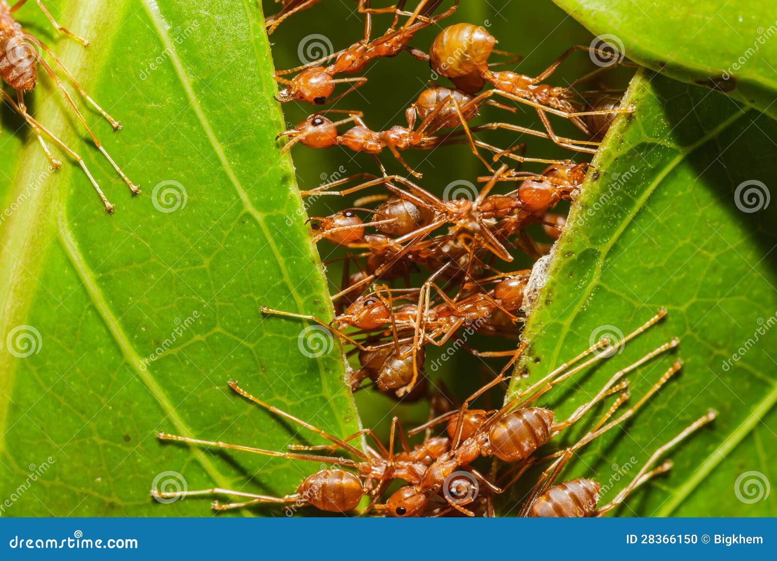 Red ants stock photo. Image of building, oriental, formicidae - 28366150