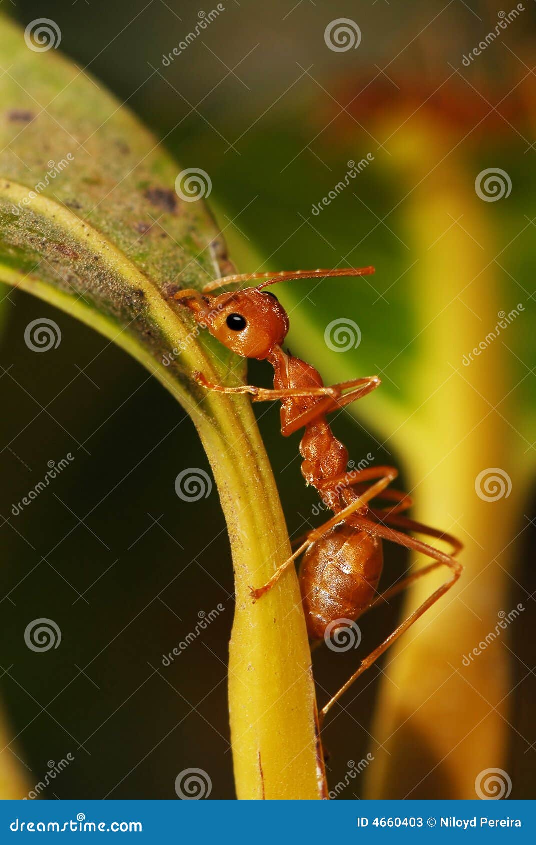 Red Ants stock image. Image of tree, mango, critter, confused - 4660403