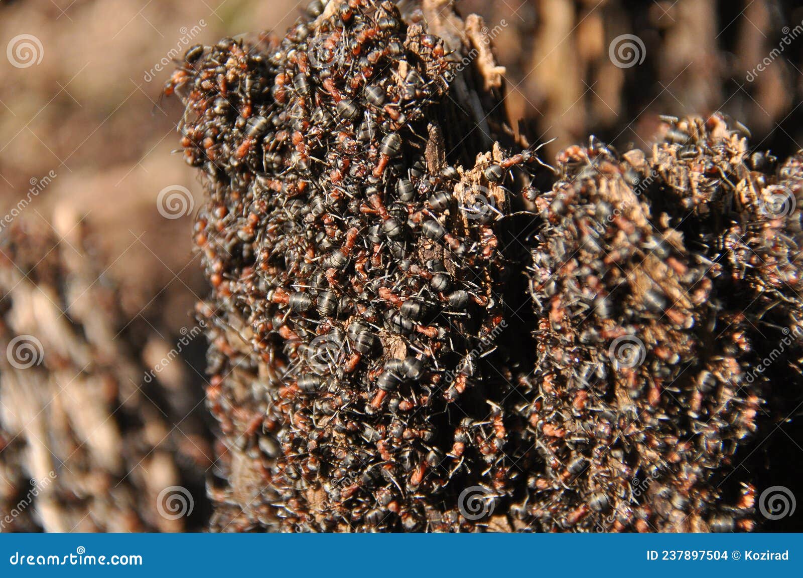 Red Ants on an Anthill in the Woods Basking in the Spring Sun after a ...