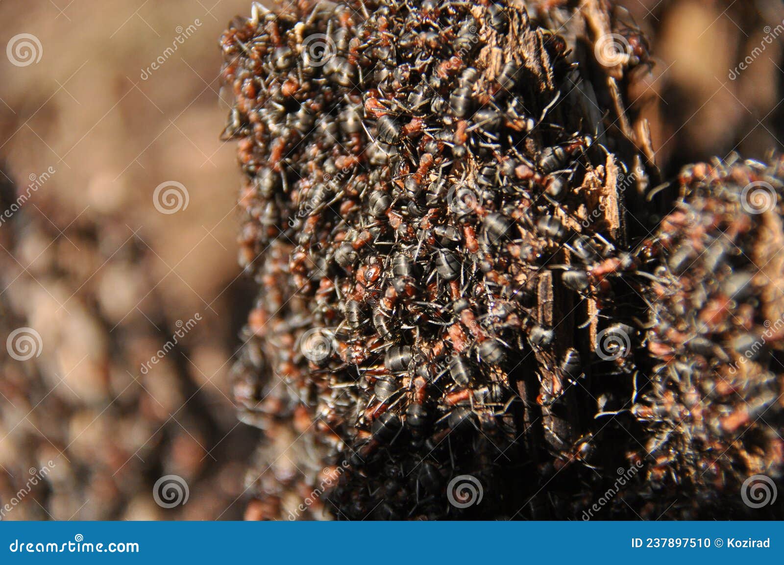 Red Ants on an Anthill in the Woods Basking in the Spring Sun after a ...