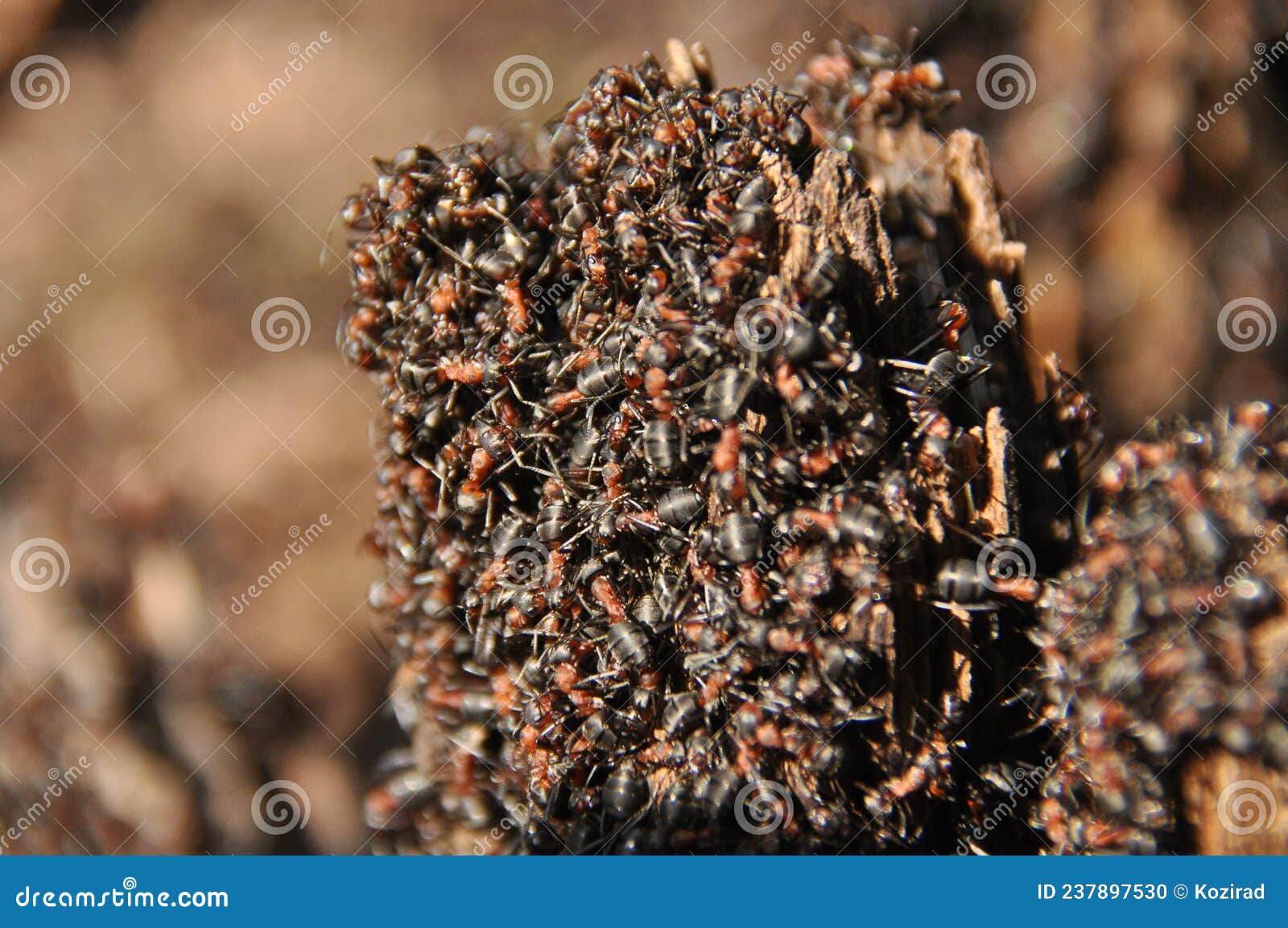 Red Ants on an Anthill in the Woods Basking in the Spring Sun after a ...