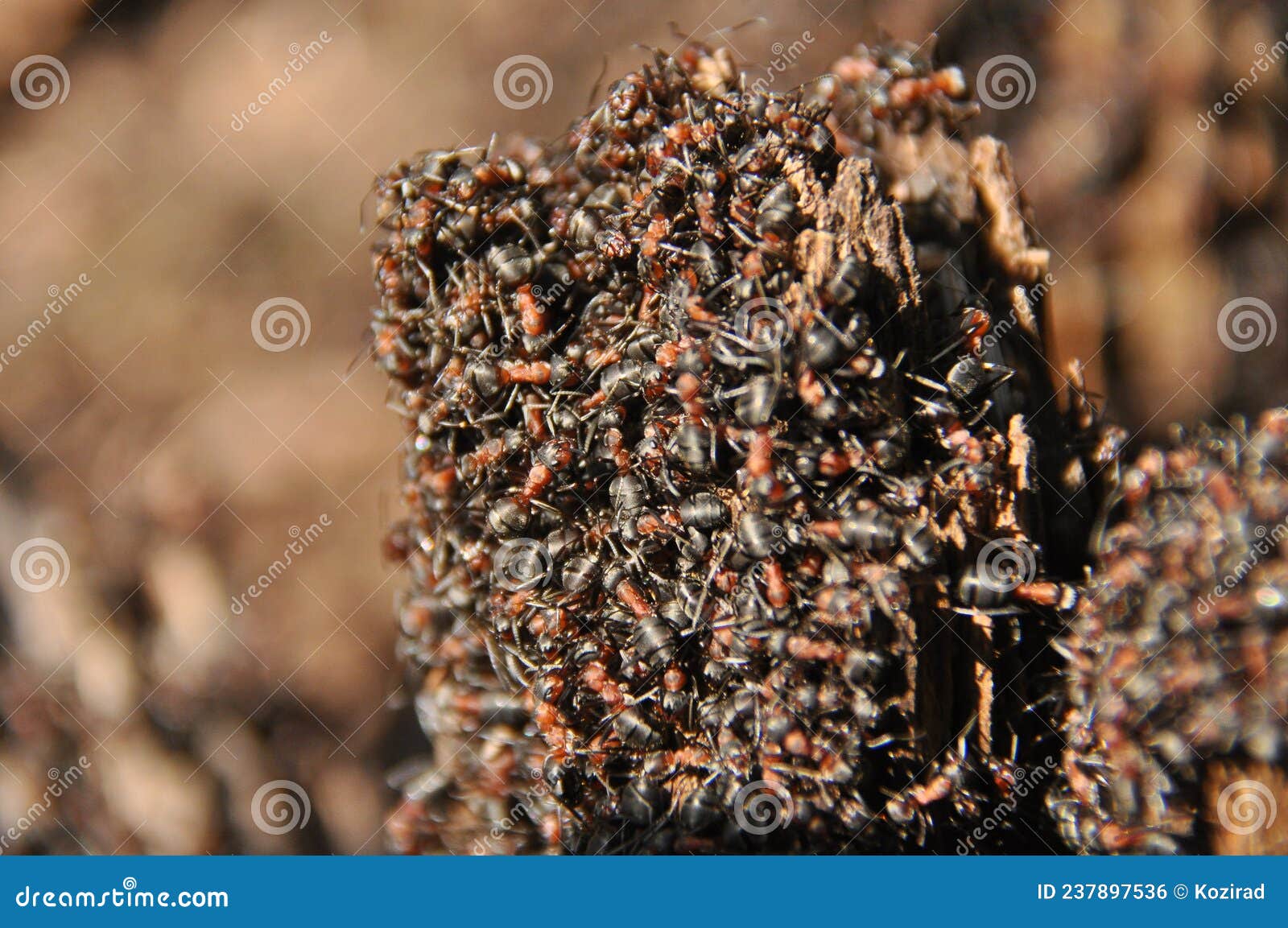 Red Ants on an Anthill in the Woods Basking in the Spring Sun after a ...