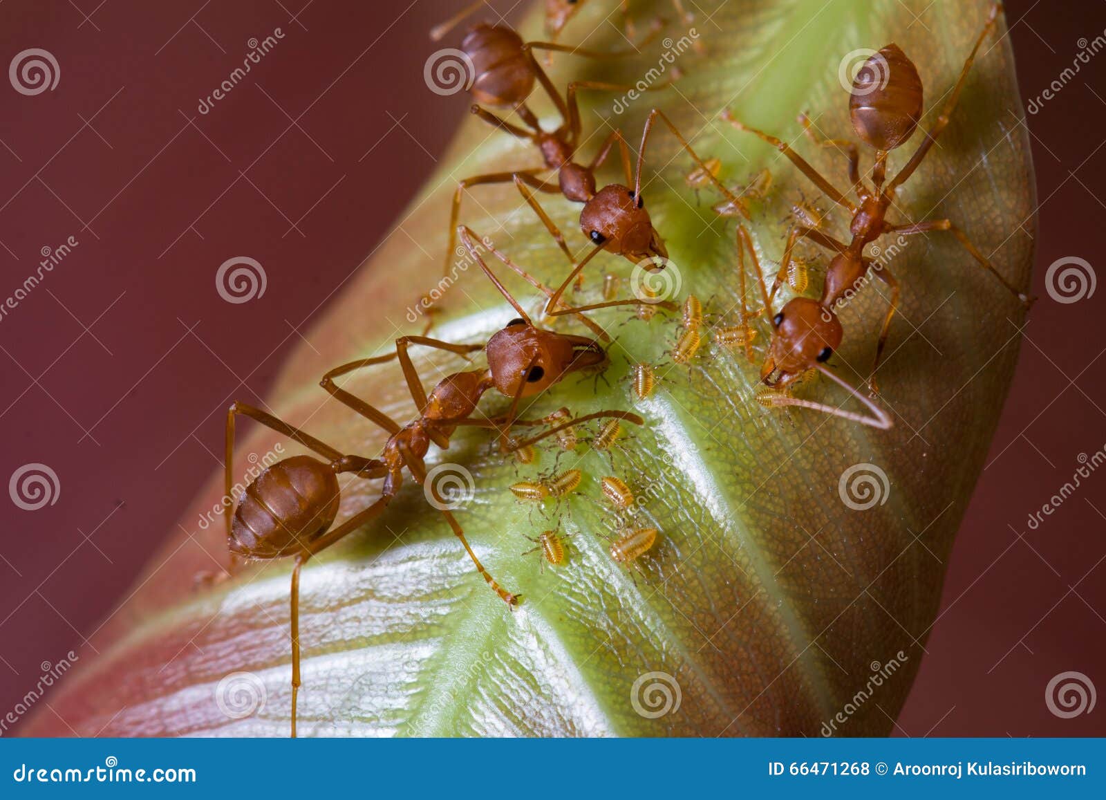 Red Ants And Aphids On Leaf Royalty-Free Stock Image | CartoonDealer ...