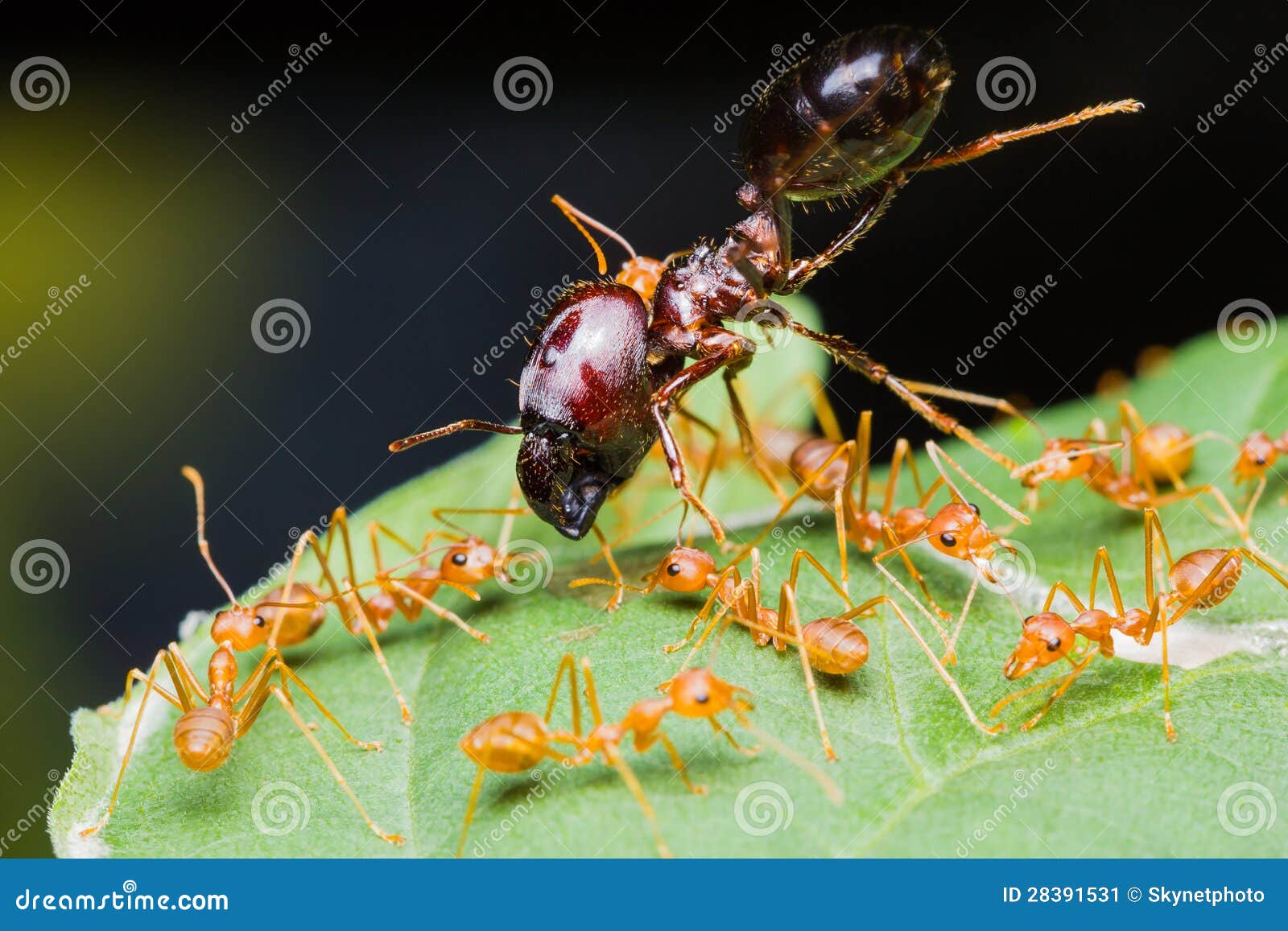 Red Ants army stock image. Image of macro, colony, leaf - 28391531