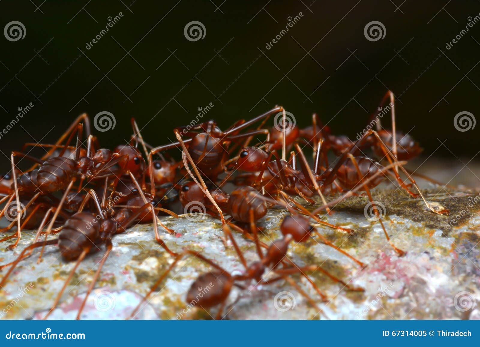 Red Ants Army stock image. Image of insect, teamwork - 67314005