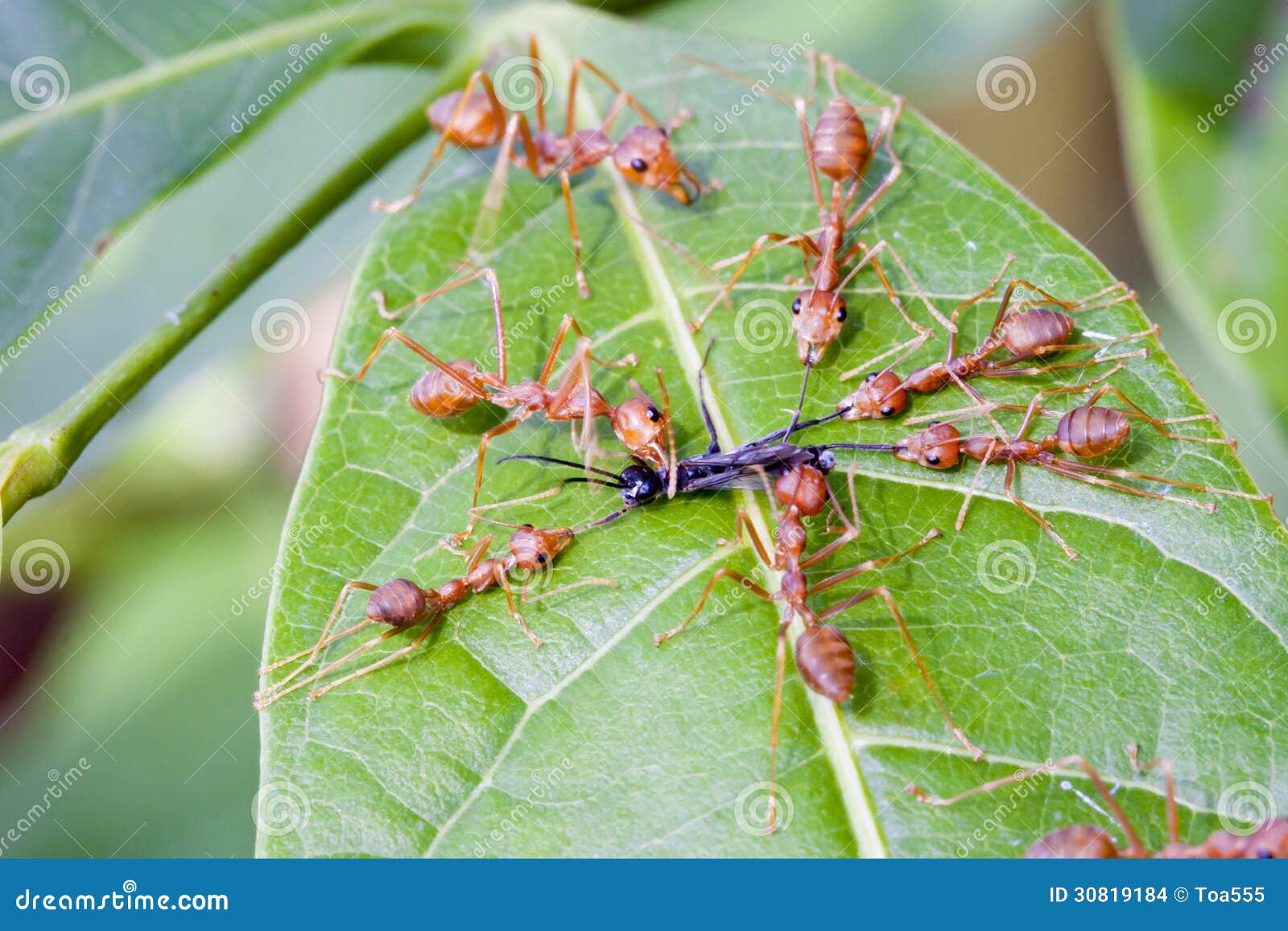 Red Ants Attacking a Insect on Leaf Stock Photo - Image of macro, food ...