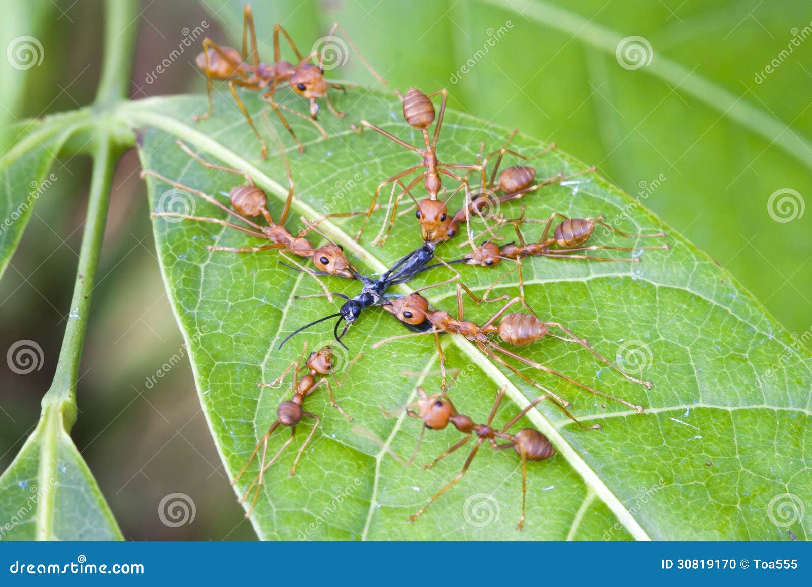 Red Ants Attacking a Insect on Leaf Stock Photo - Image of attack, ants ...
