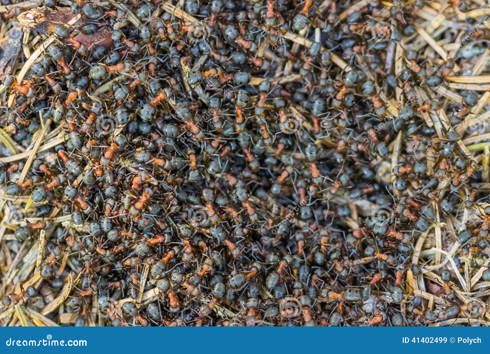 Red Ants stock image. Image of colony, nature, community - 41402499