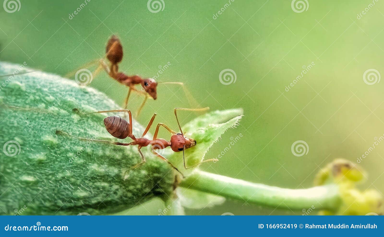 Red ants are biting plants stock image. Image of macro - 166952419