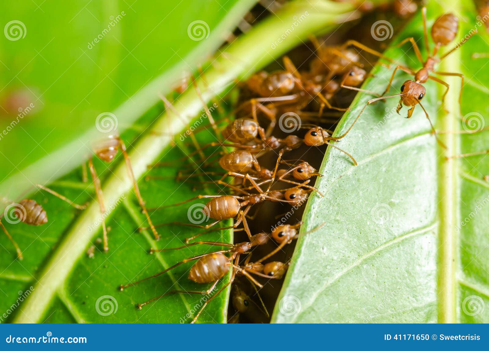Red ants build home stock photo. Image of closeup, house - 41171650