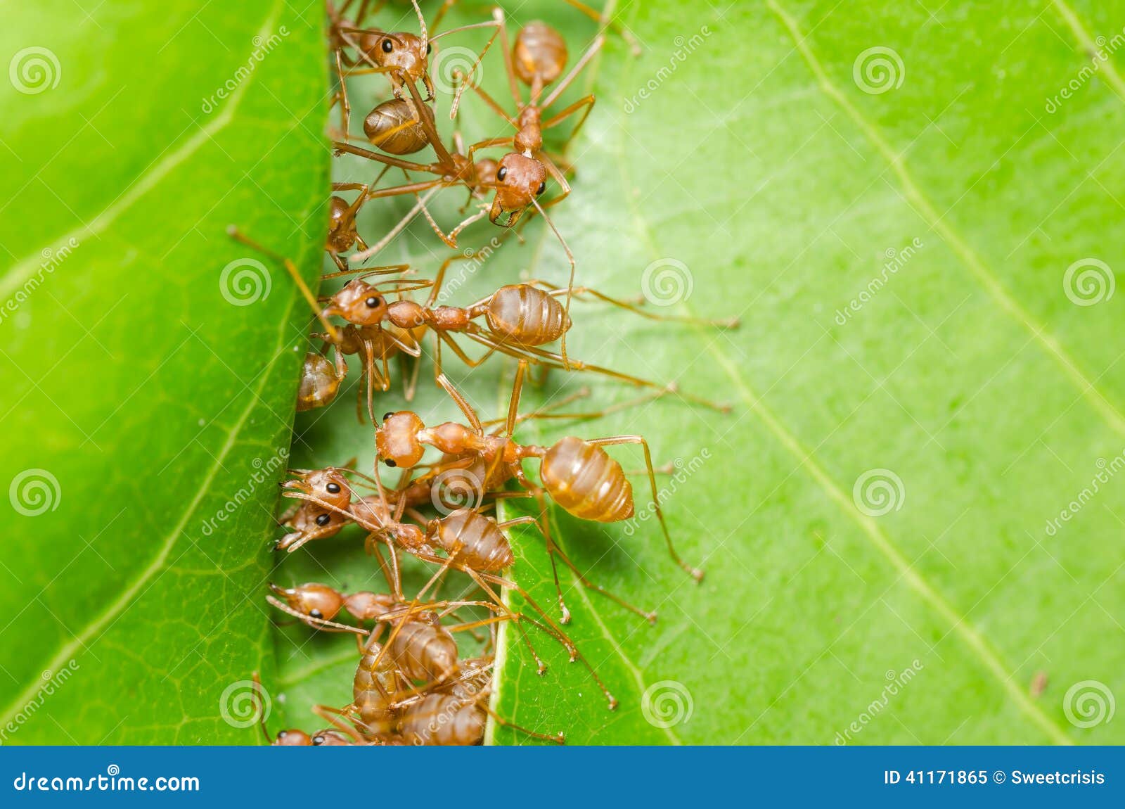 Red ants build home stock image. Image of nature, garden - 41171865
