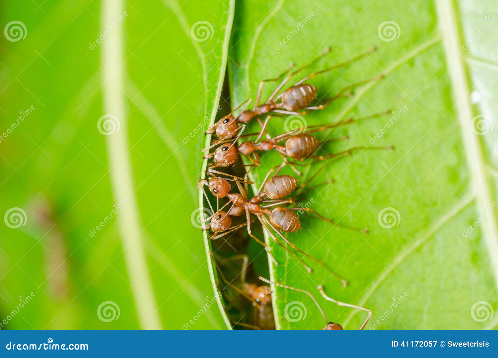 Red ants build home stock image. Image of team, green - 41172057