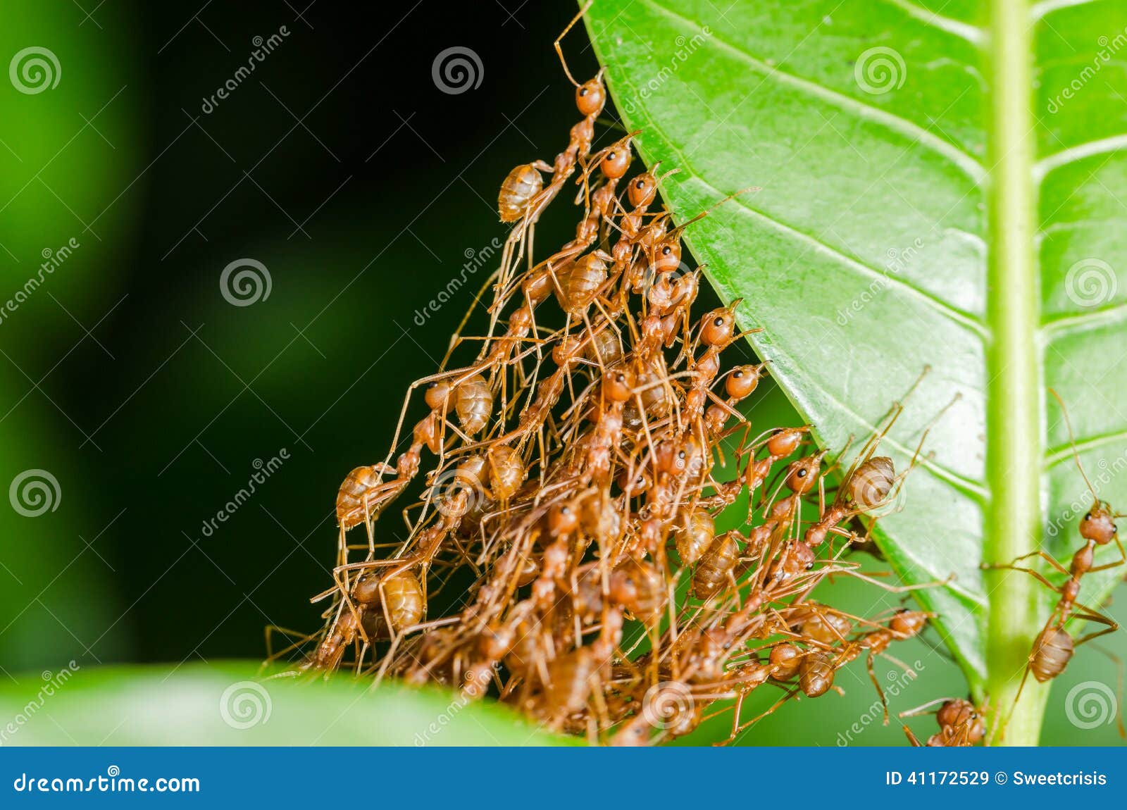 Red ants build home stock image. Image of closeup, home - 41172529