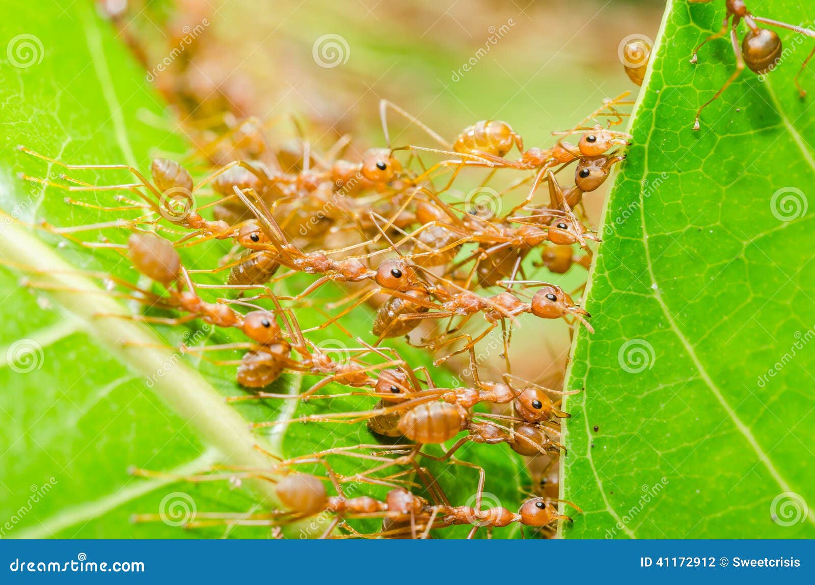 Red ants build home stock photo. Image of wildlife, insect - 41172912