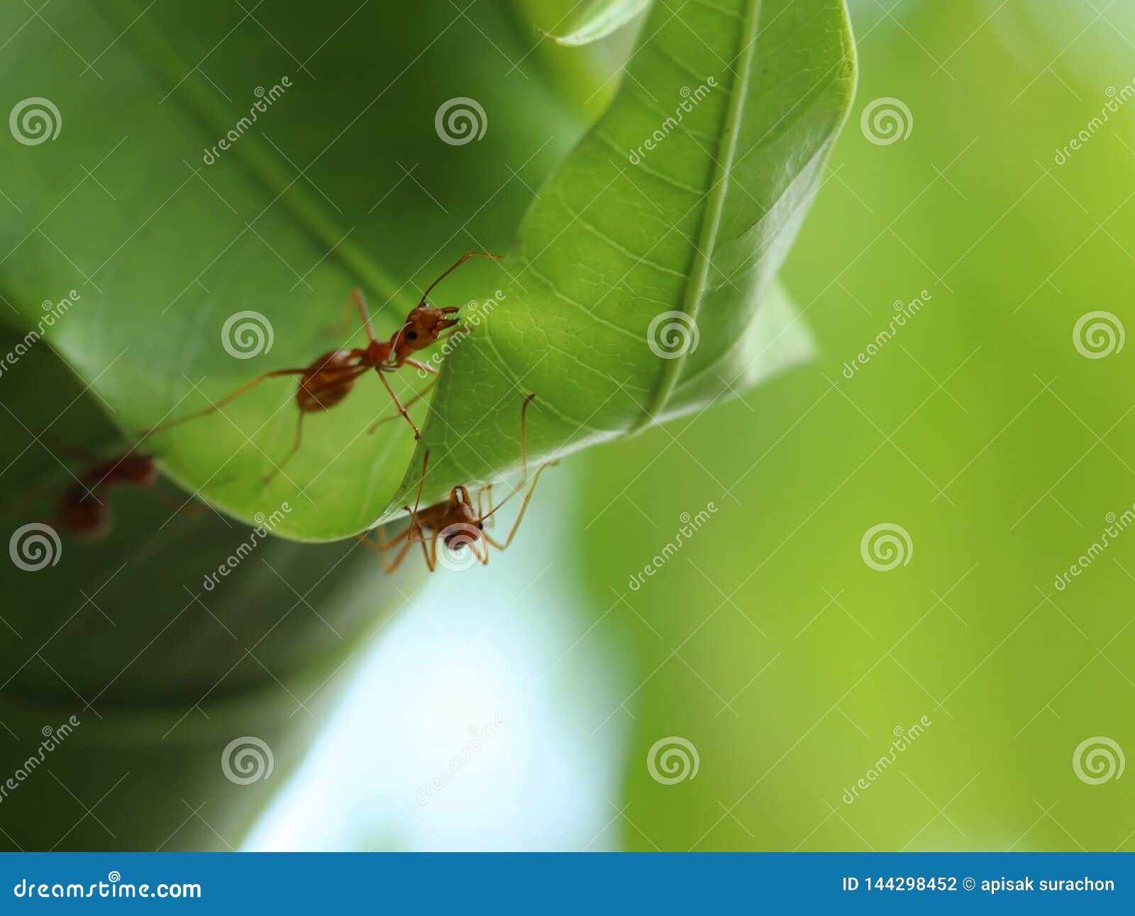 Red Ants Building Leaves Nest. Stock Photo - Image of closeup, garden ...
